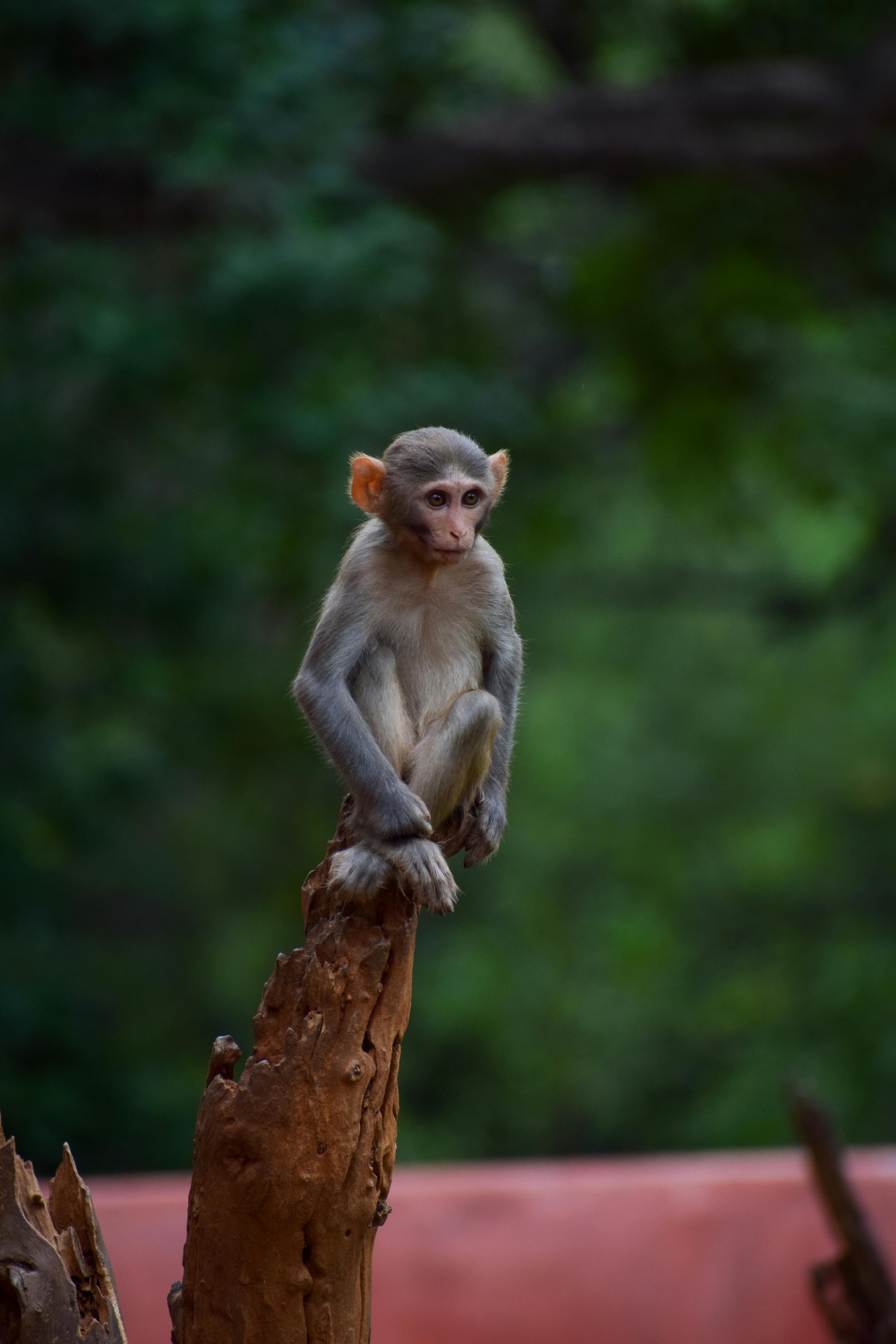 South African Monkey Photos, Download The BEST Free South African ...