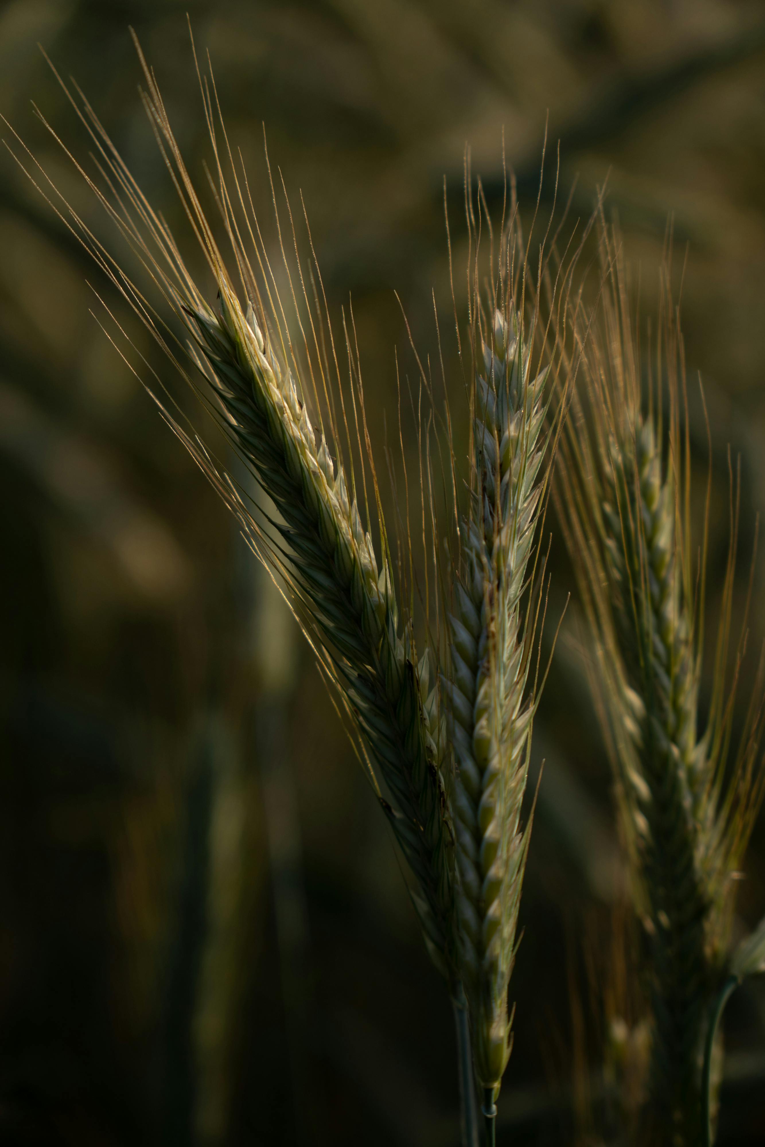 Nature Plants Photos, Download The BEST Free Nature Plants Stock Photos ...