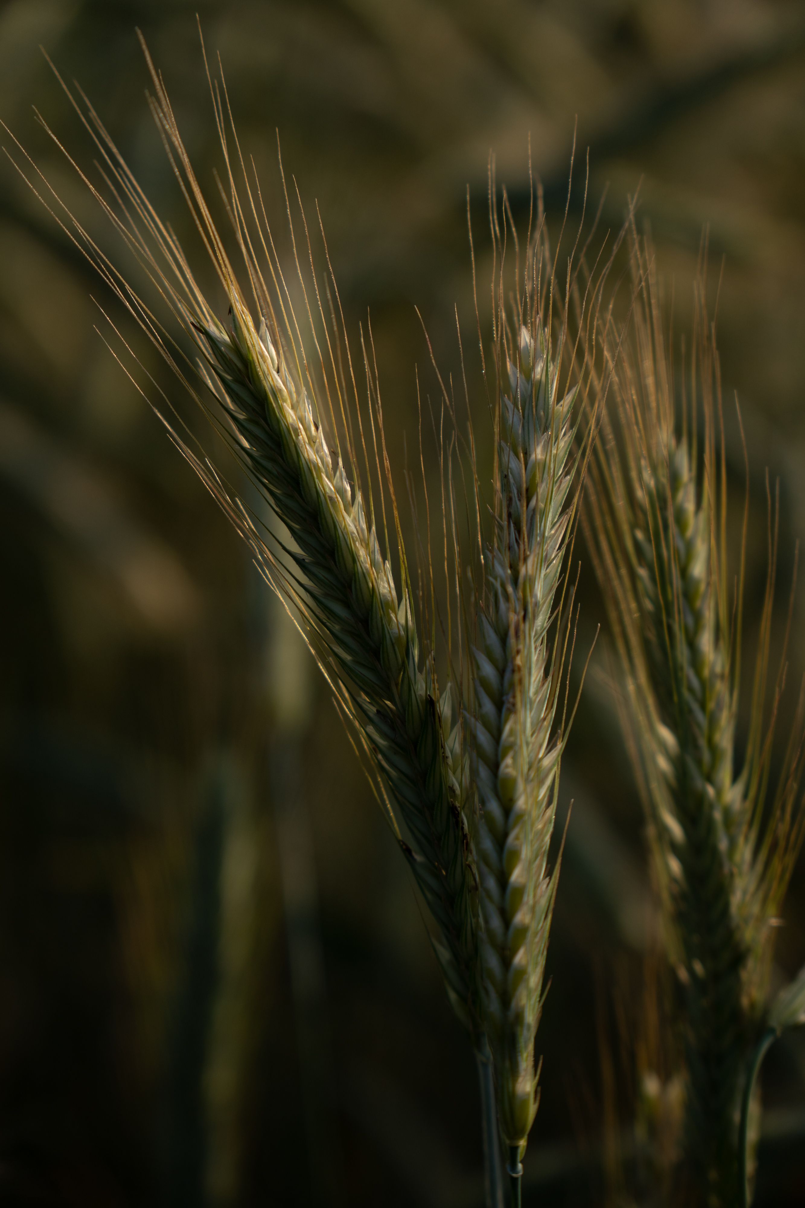 Thin Grasses in Nature · Free Stock Photo