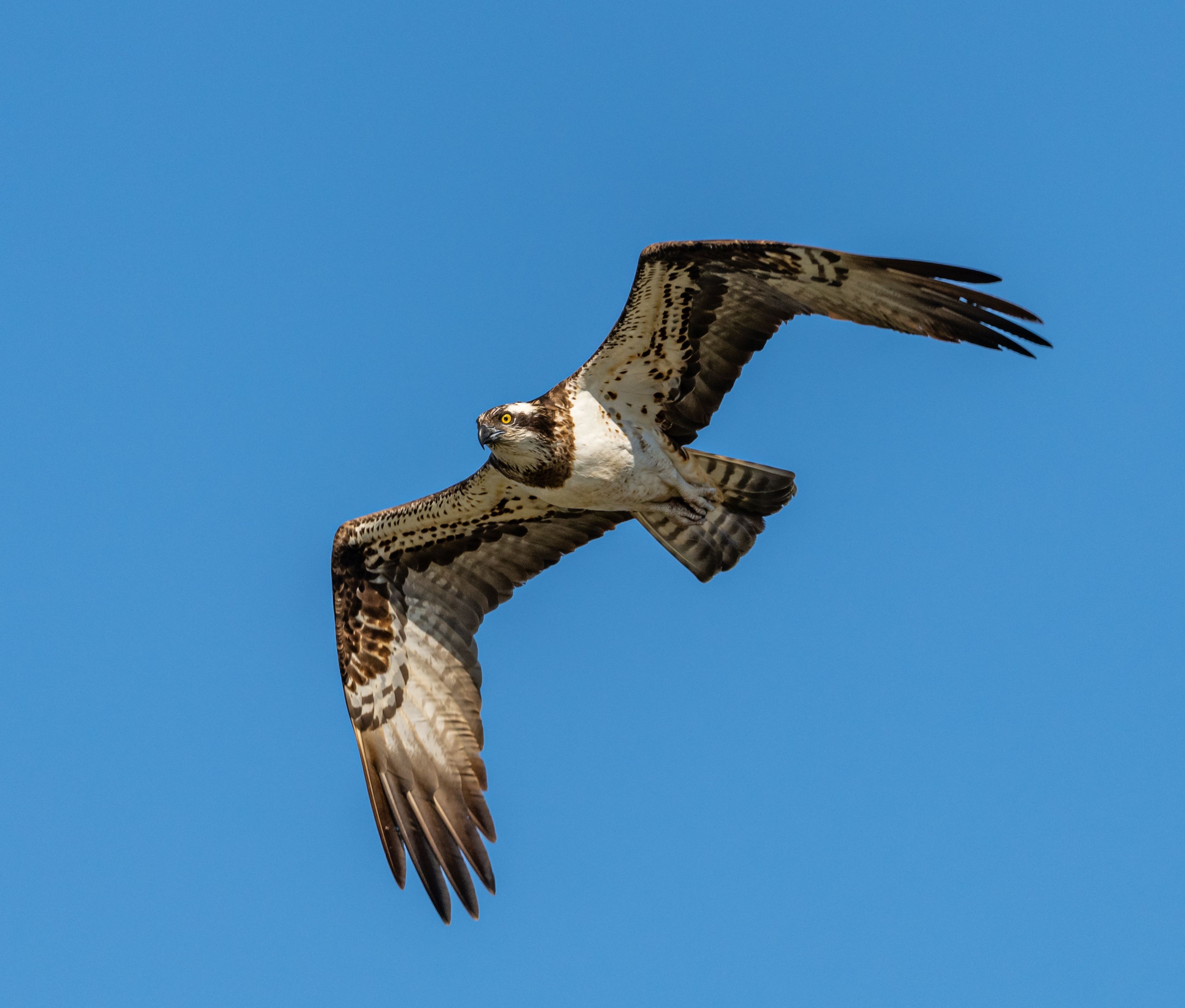 Osprey Flying against a Clear Blue Sky · Free Stock Photo