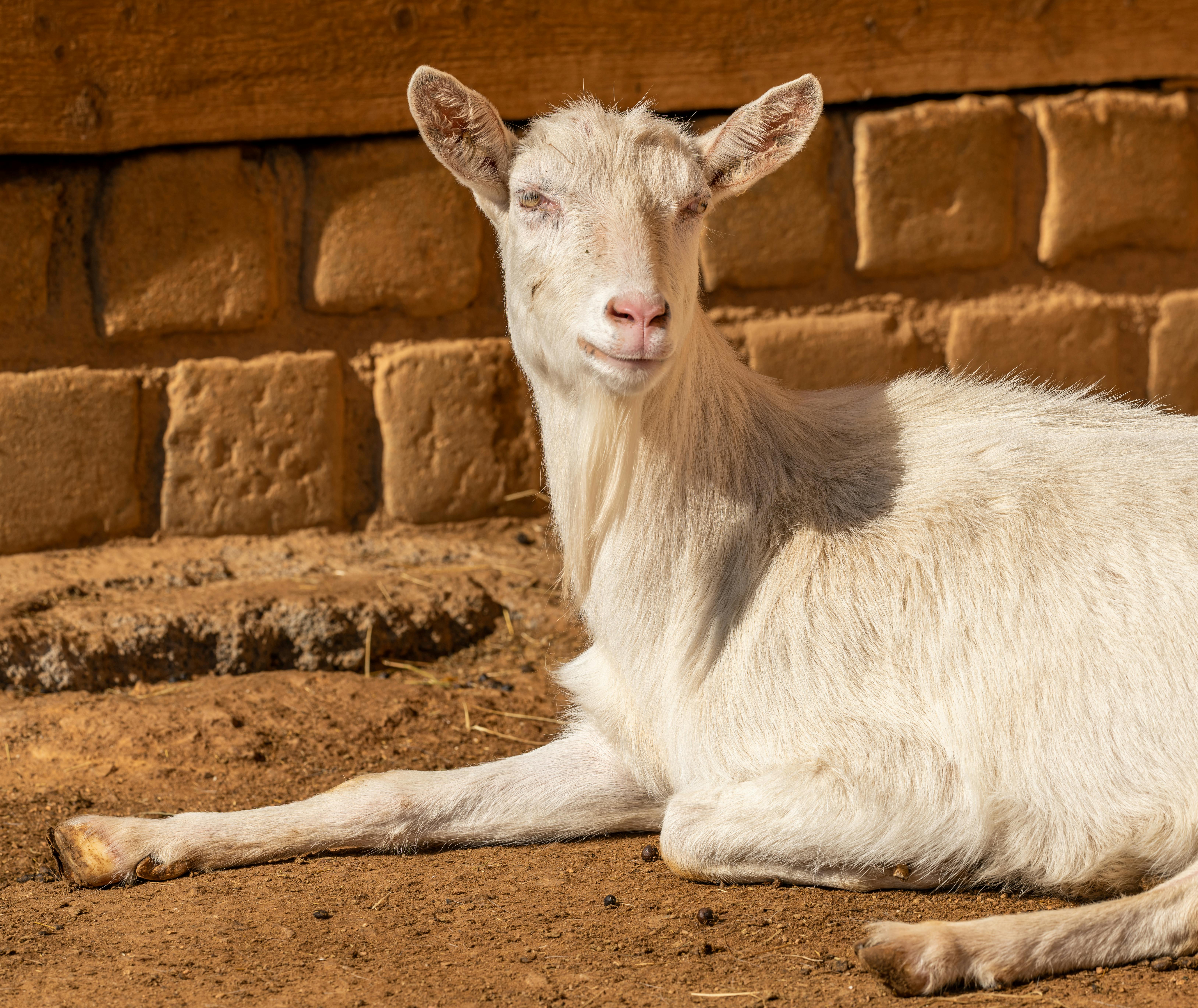 Goat Lying Down · Free Stock Photo