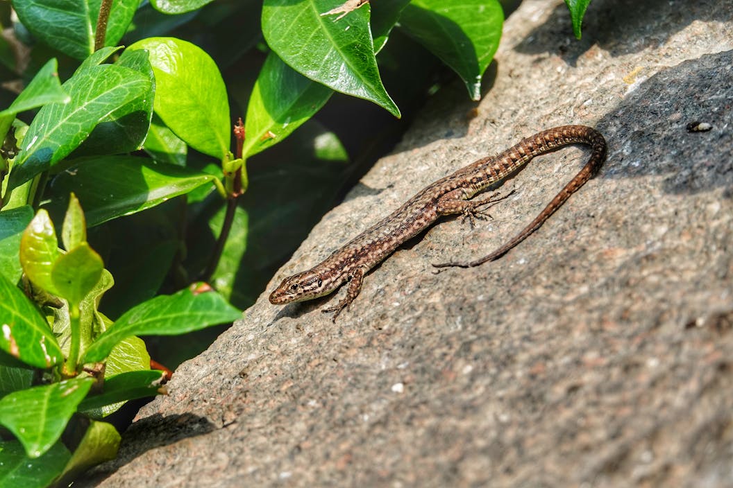 Italian Wall Lizard: Facts, Habits, and Amazing Adaptations