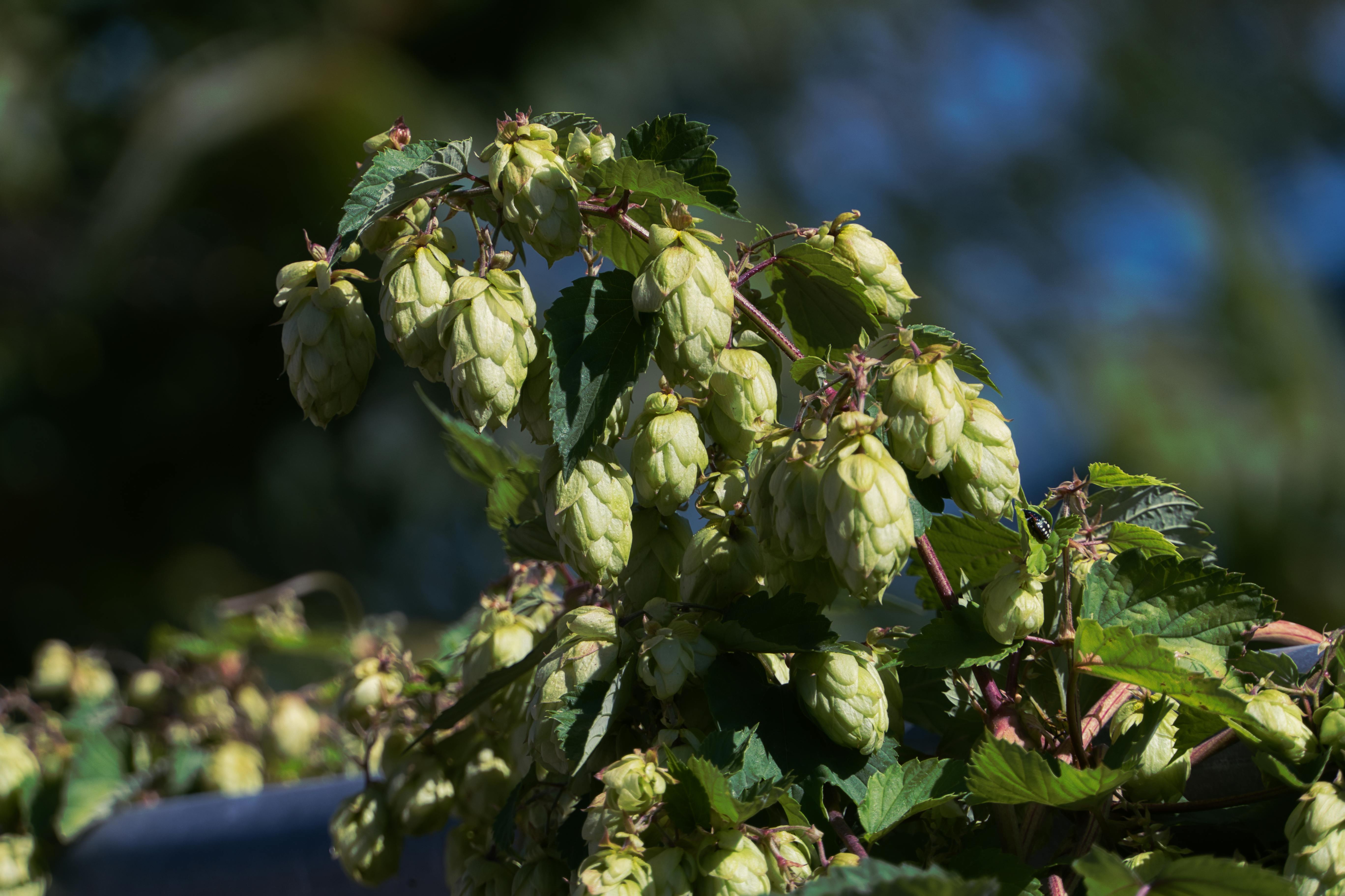 Close-up of Cascade Hop Cones · Free Stock Photo