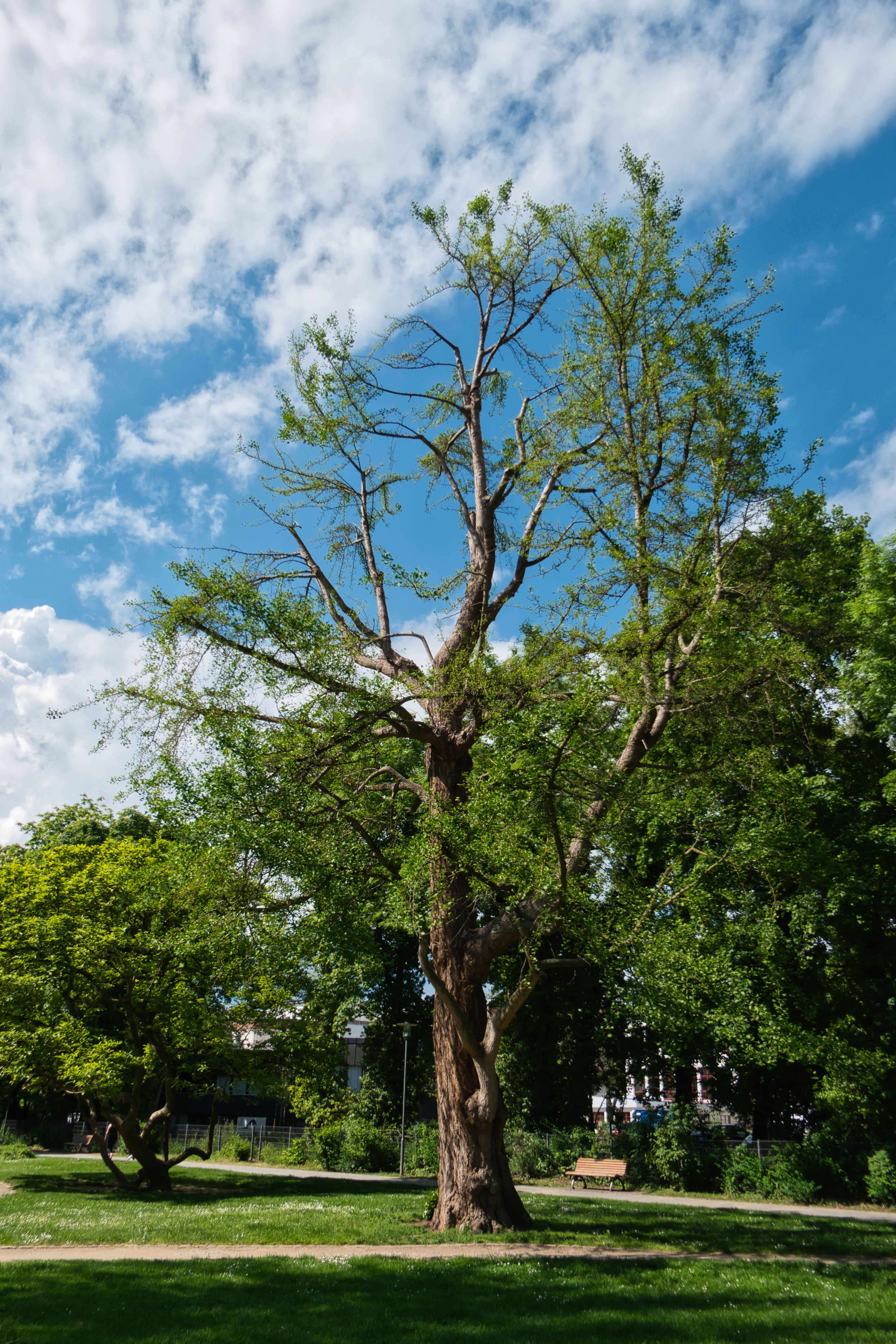 Green Trees in a Park in Summer · Free Stock Photo