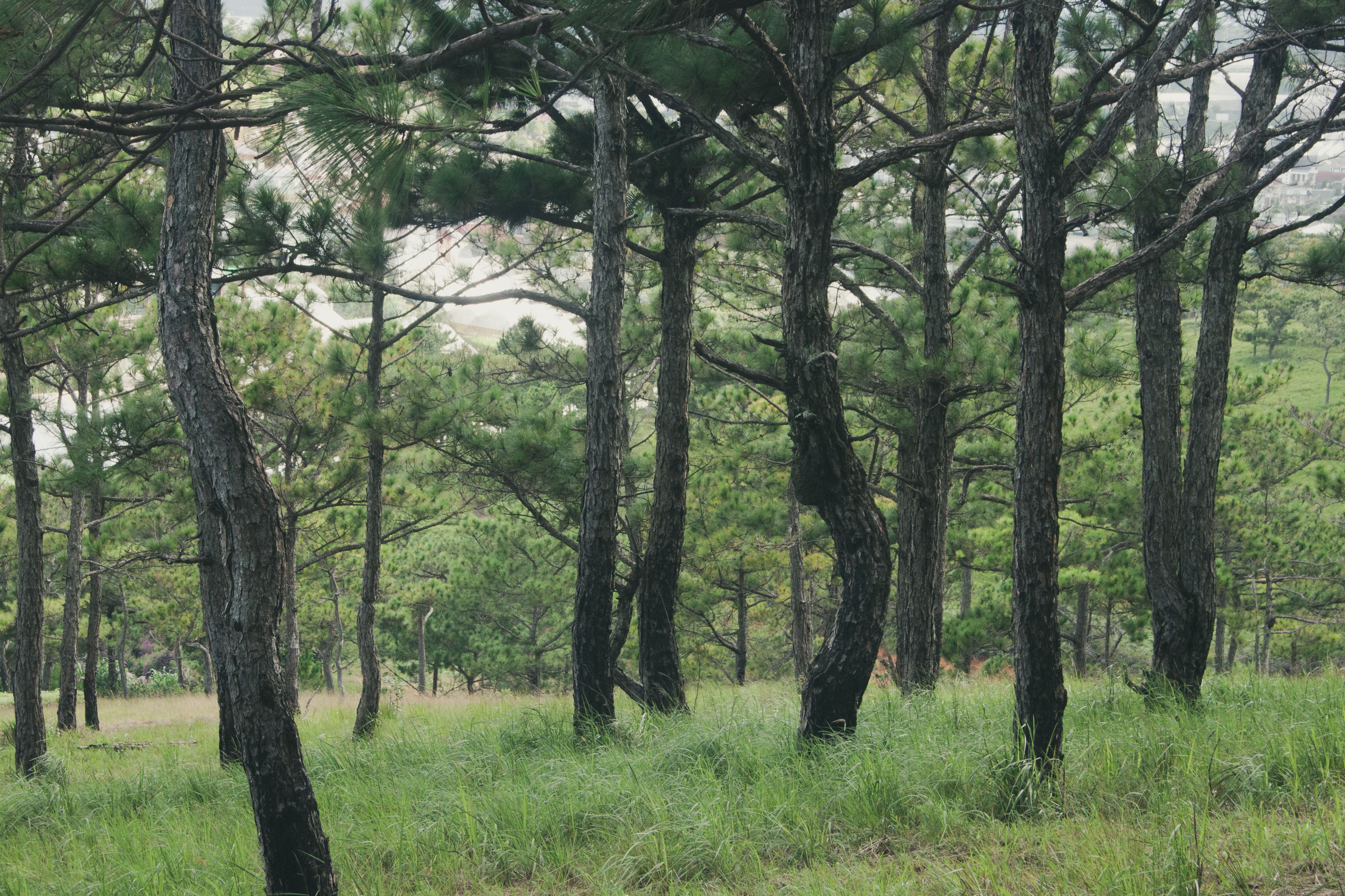 A field with many trees and grass · Free Stock Photo