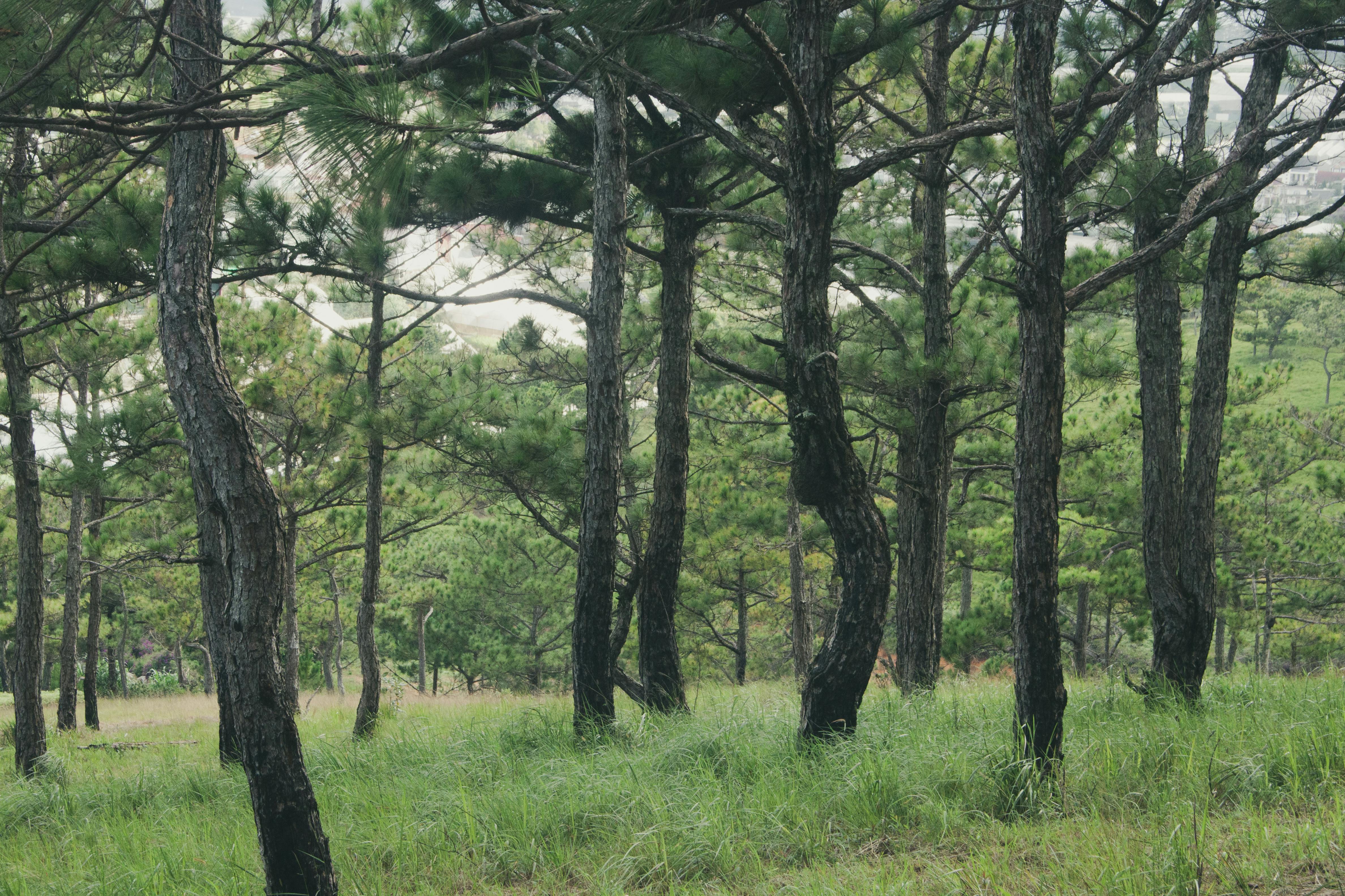 Green Grass Growing in a Forest under Crooked Pine Trees · Free Stock Photo