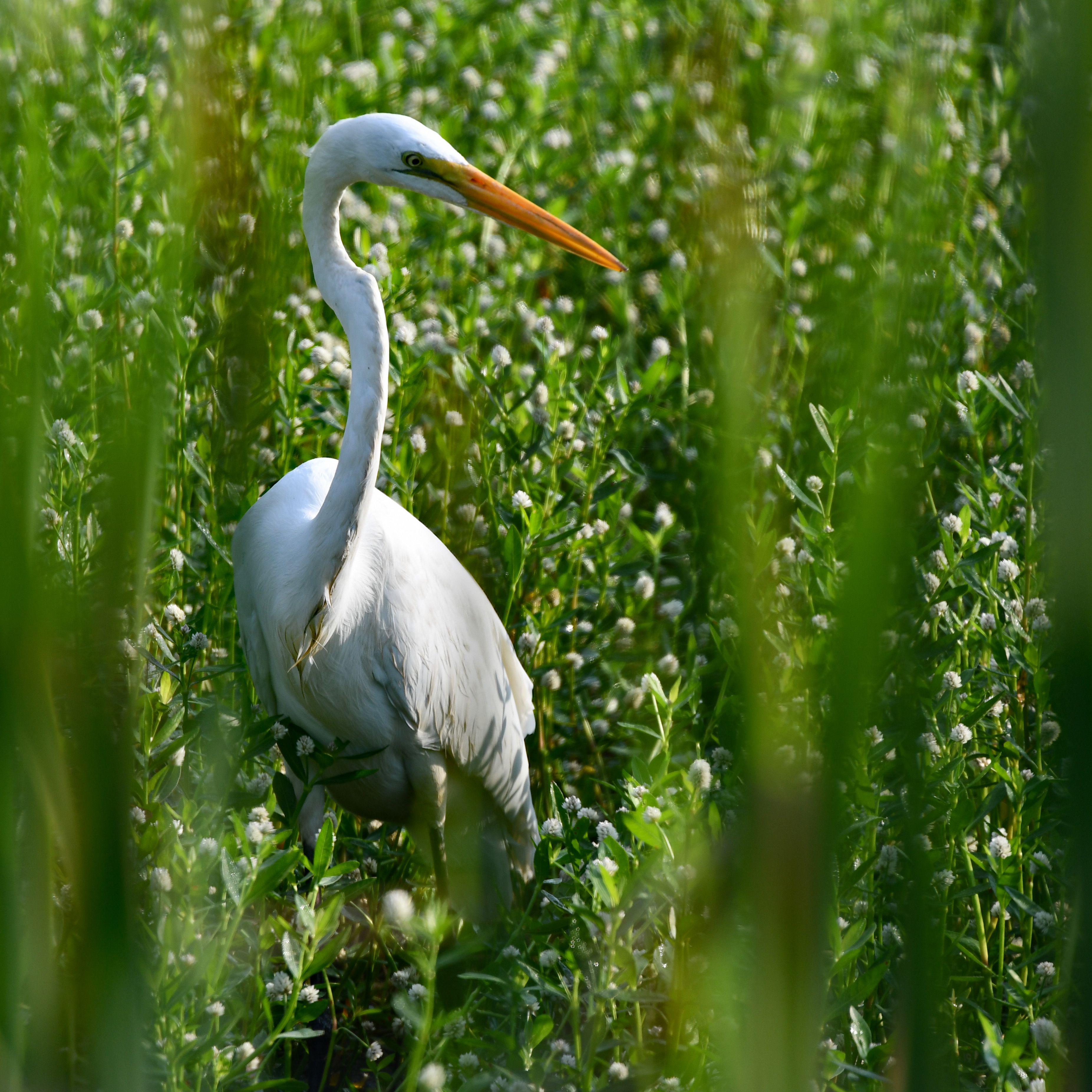 Heron Among Green Plants · Free Stock Photo