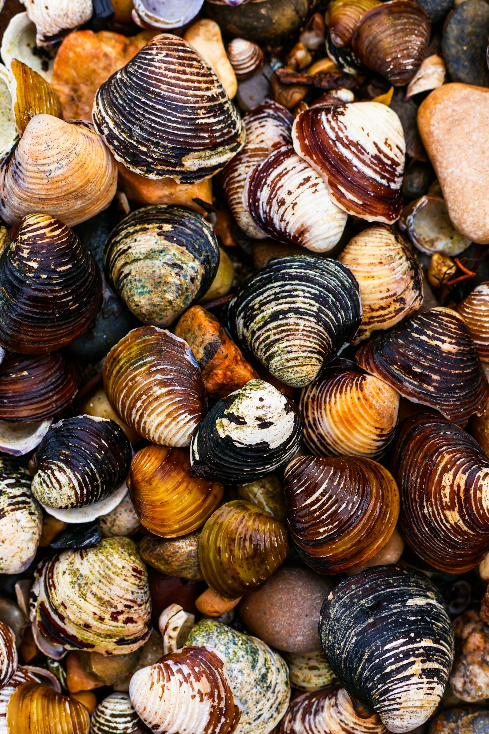 Beach Sea Shells Photos, Download The BEST Free Beach Sea Shells Stock ...