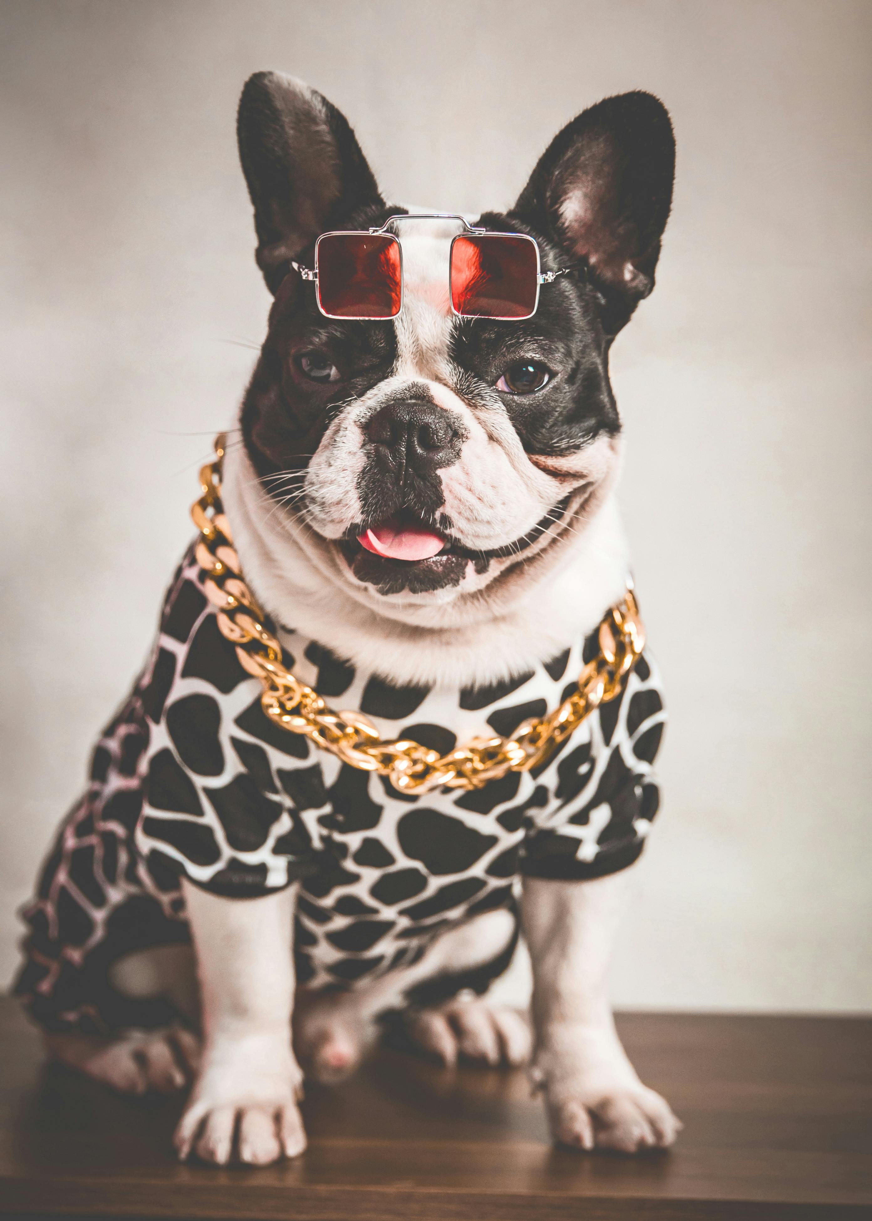 French Bulldog Wearing Leopard Print Apparel, Chain Link Necklace, and ...