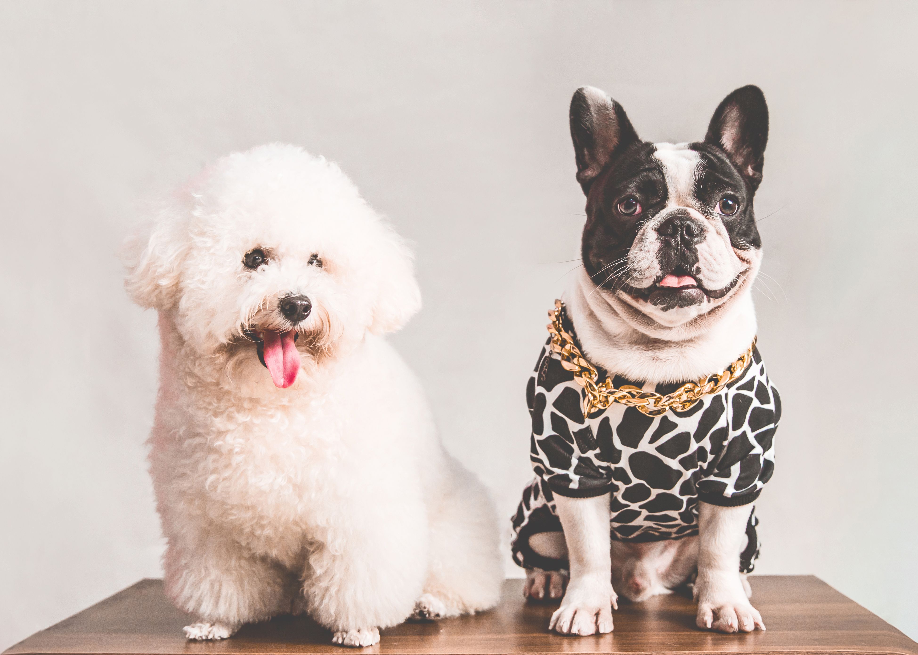 Foto de stock gratuita sobre accesorios para mascotas, amantes de las ...