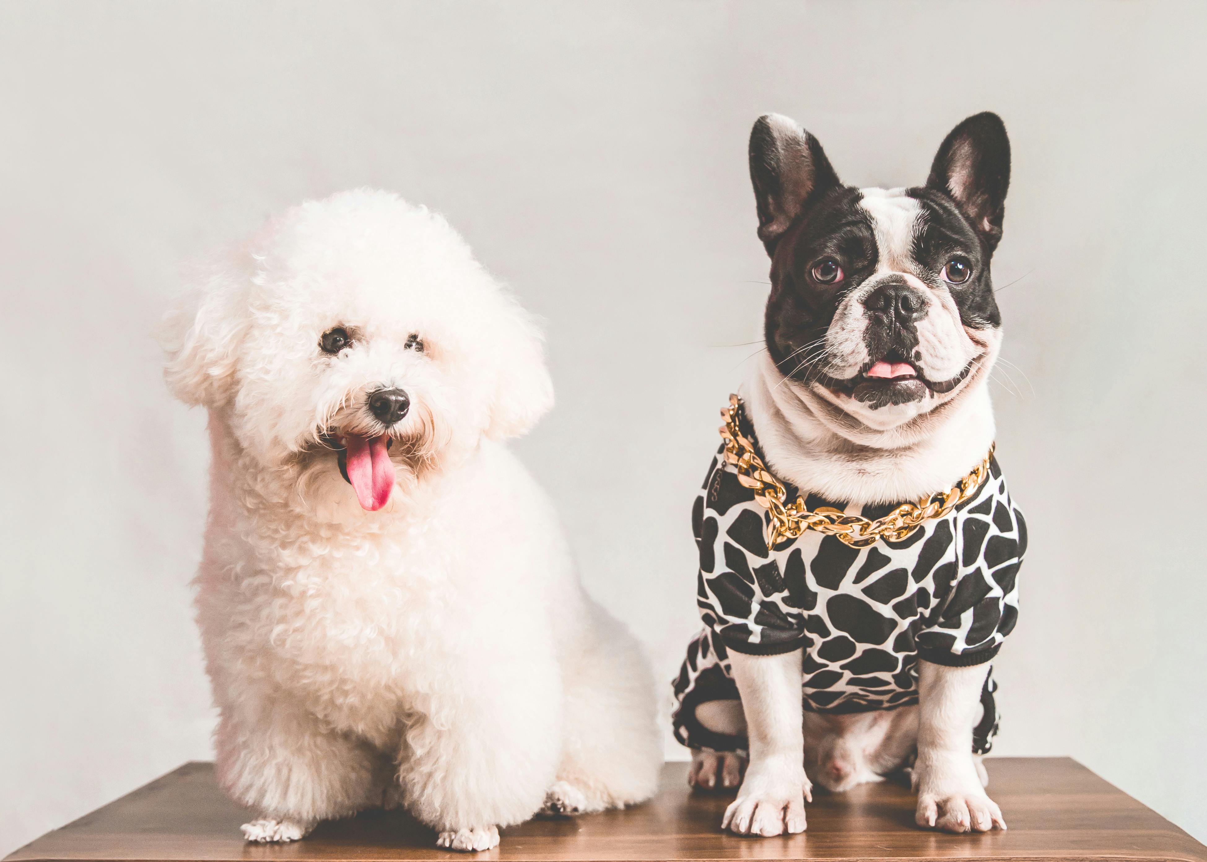 Bichon Frise and French Bulldog in a T-shirt and Necklace · Free Stock ...