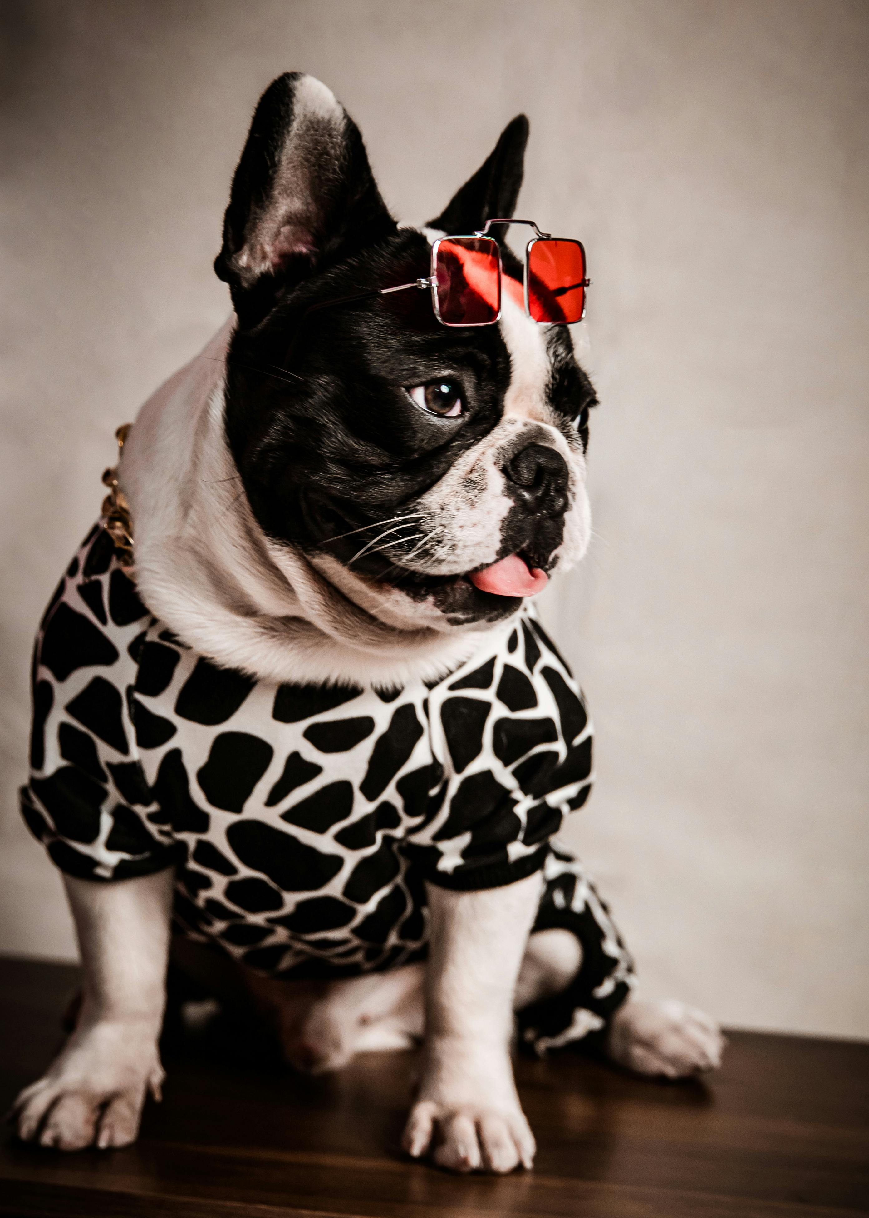Funky Dog Photos, Download The BEST Free Funky Dog Stock Photos & HD Images