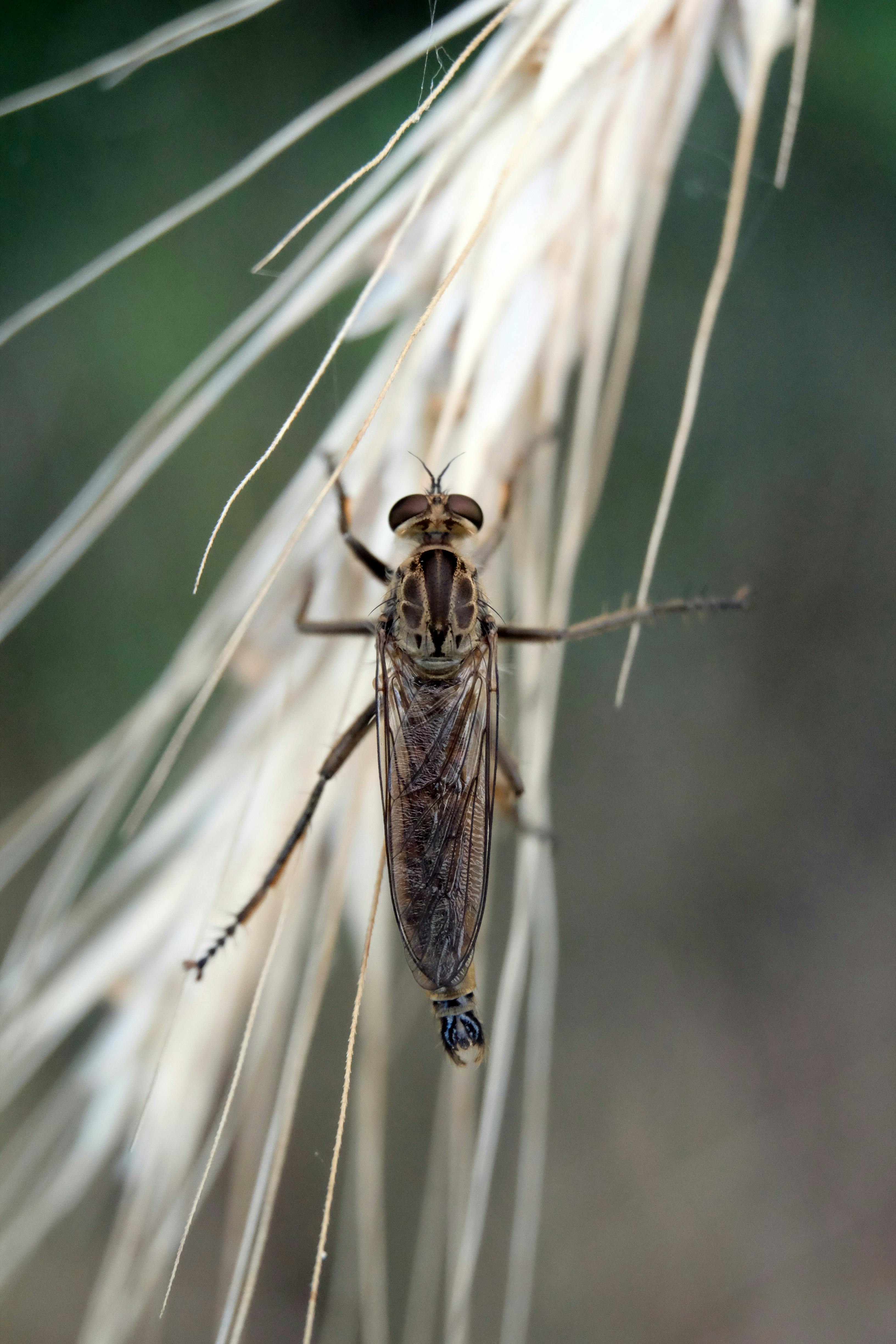 Robber Duck Photos, Download The BEST Free Robber Duck Stock Photos ...