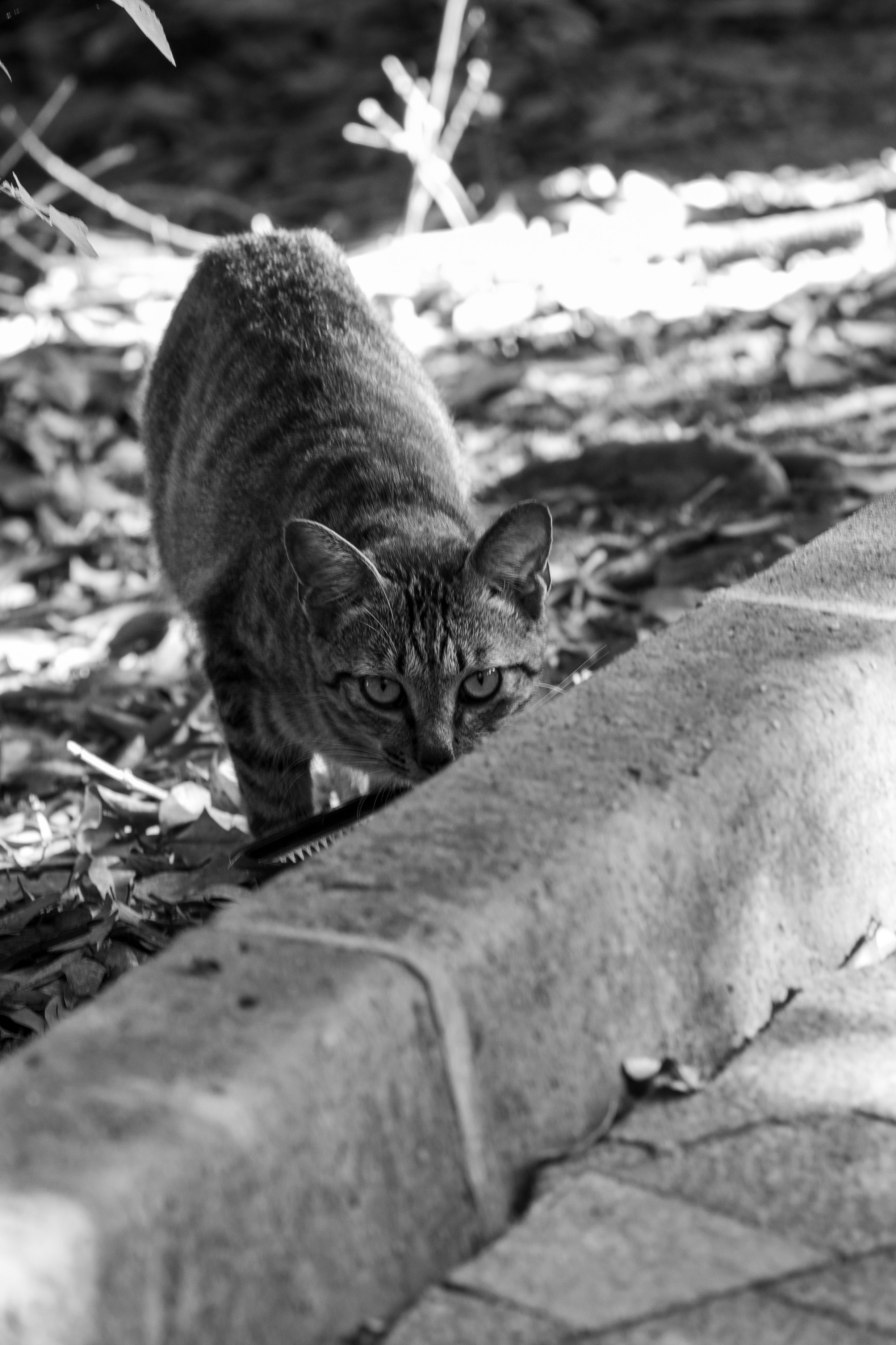Cat Sneaking behind Curb · Free Stock Photo