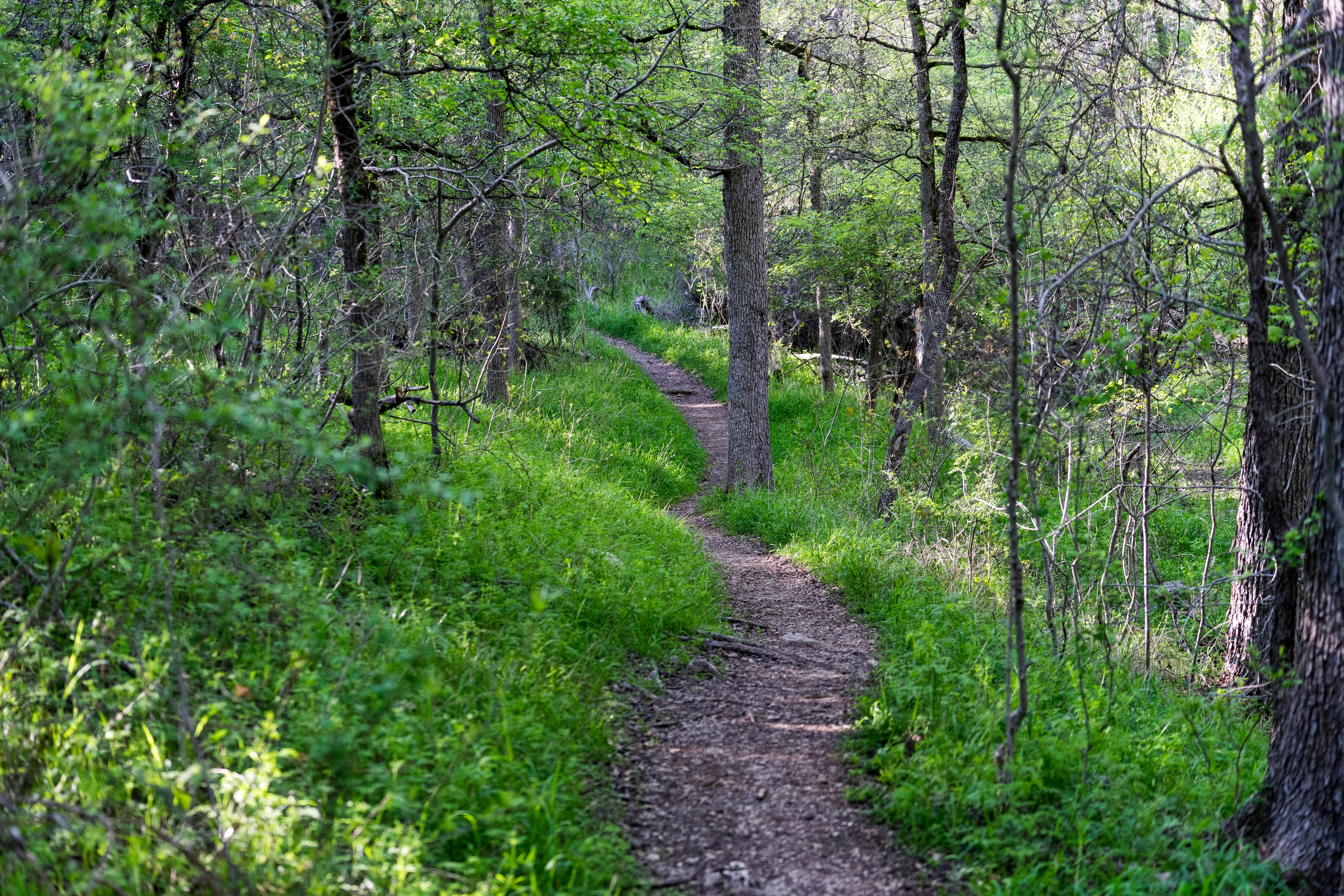 Narrow Path Through the Forest · Free Stock Photo