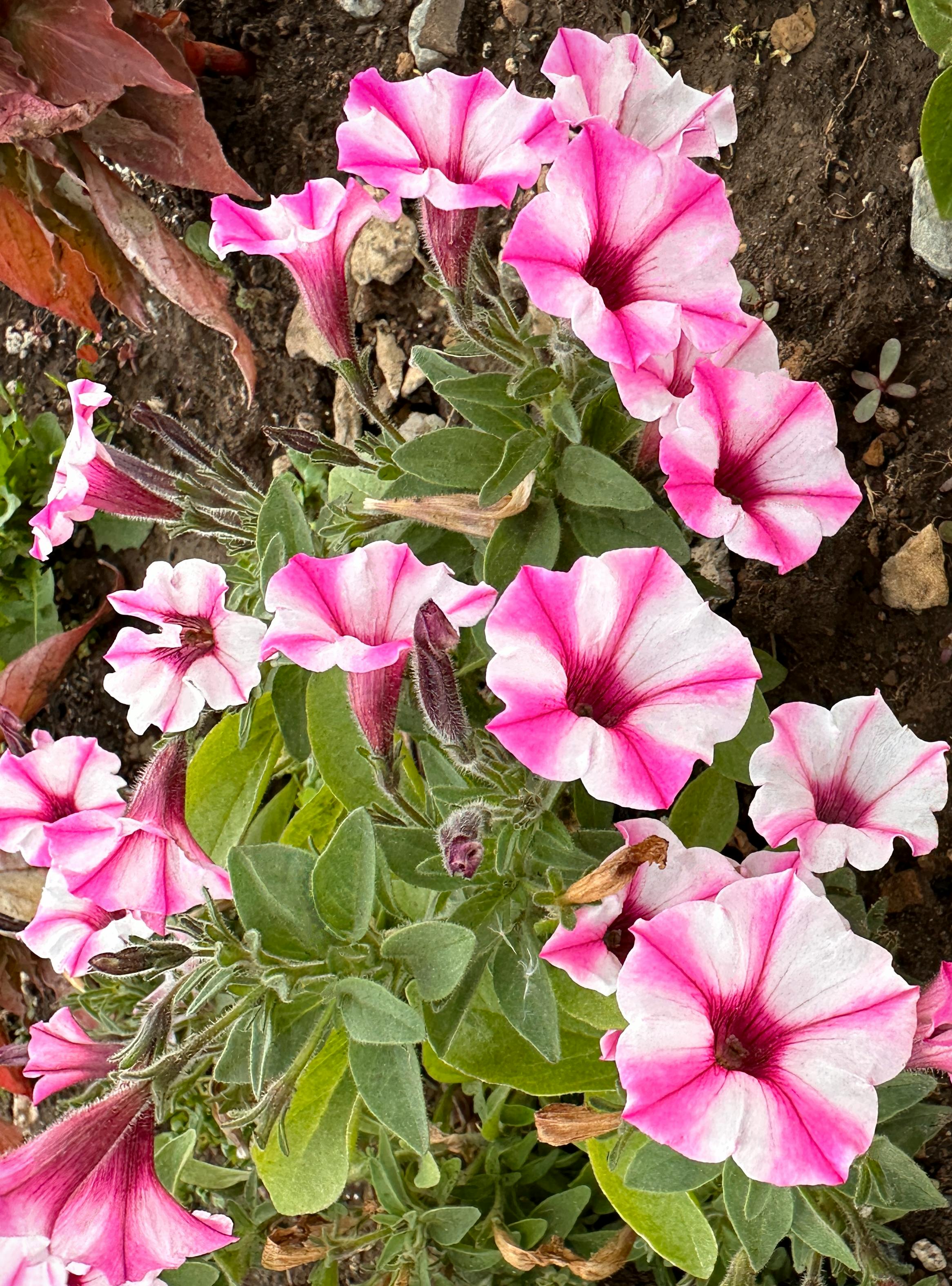 Leslie Saunders - 摄影