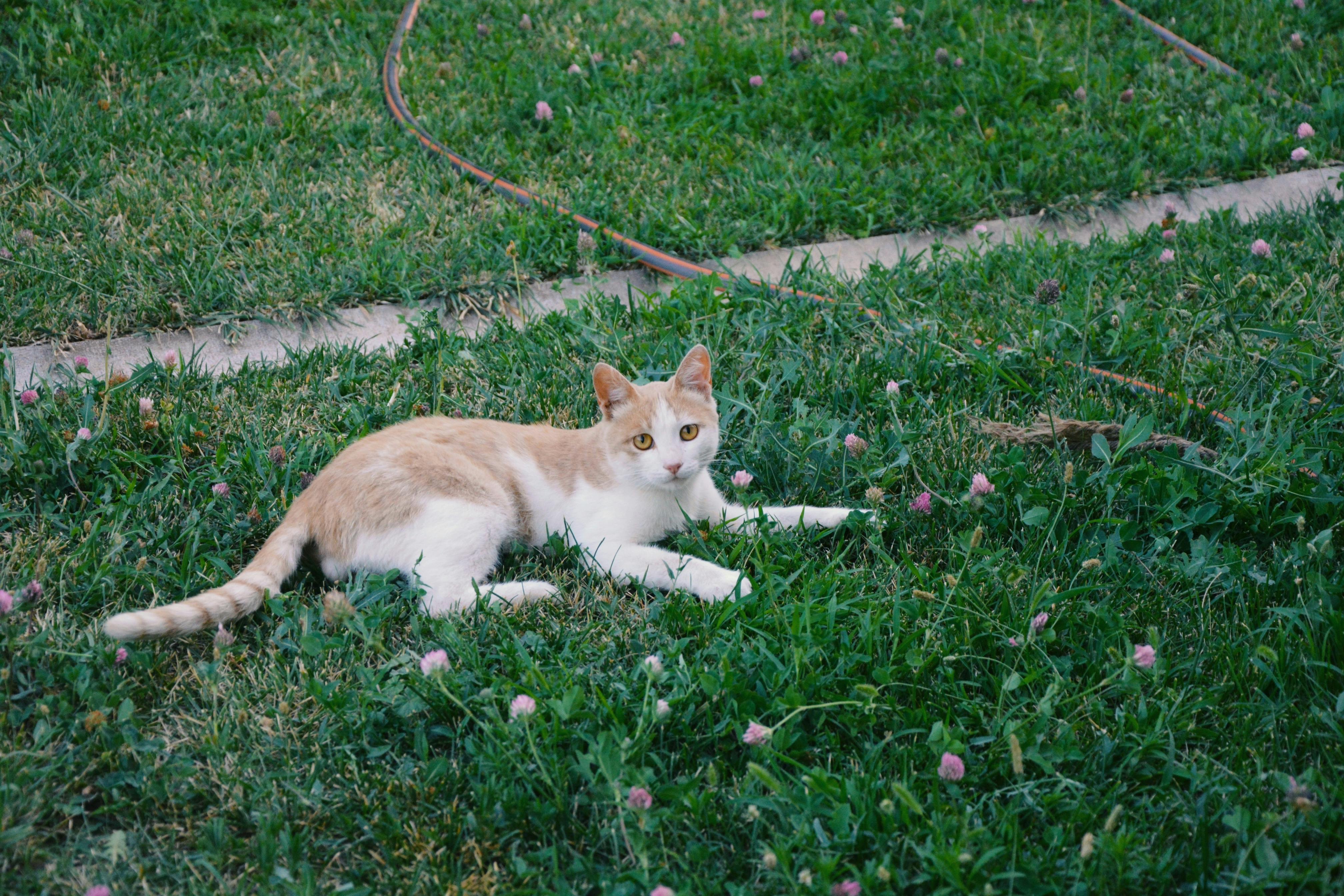 Cat Sprawled in the Pet Bed · Free Stock Photo