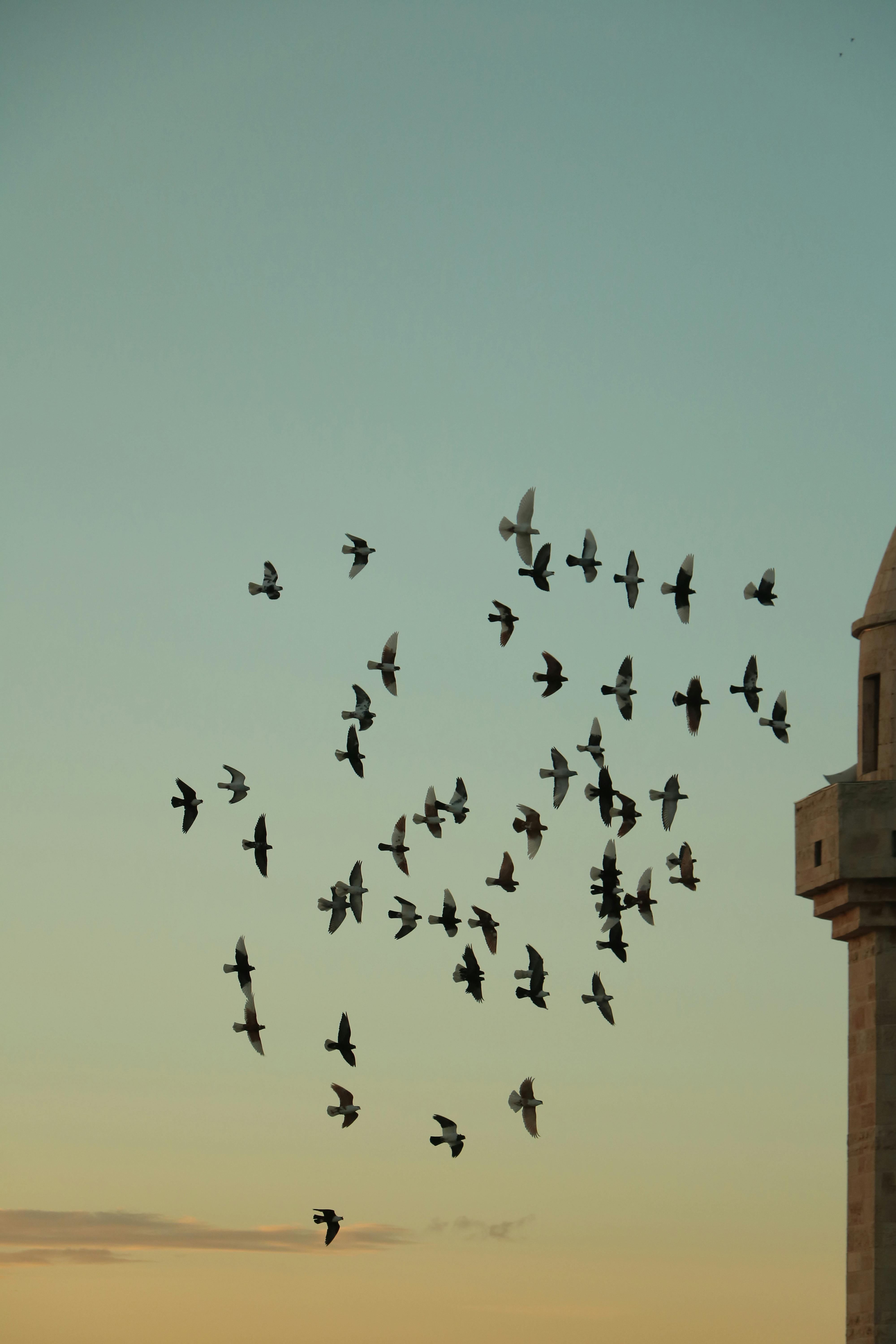Flock of Bird Flying in the Sky · Free Stock Photo