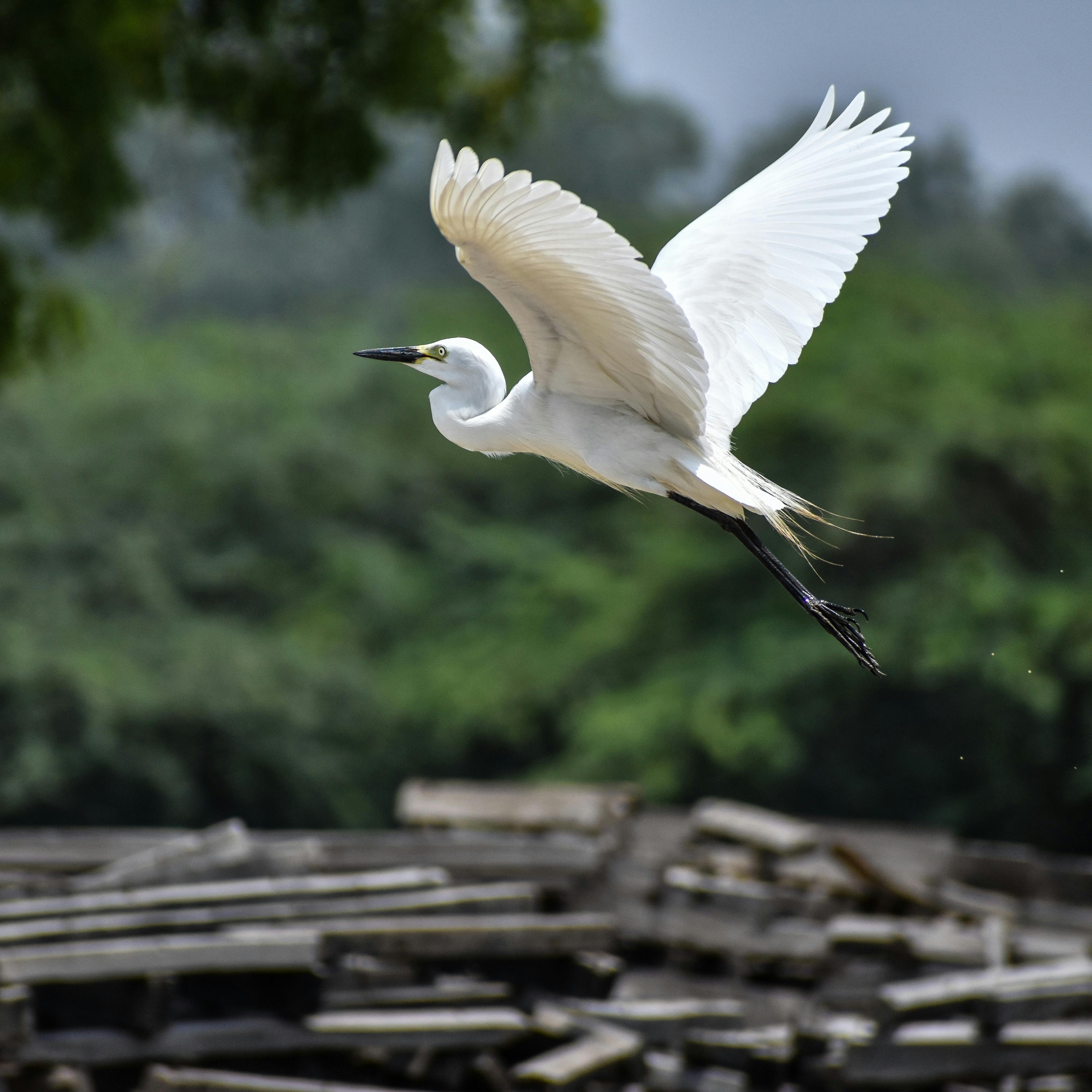 Photo of a Flying Great Egret · Free Stock Photo