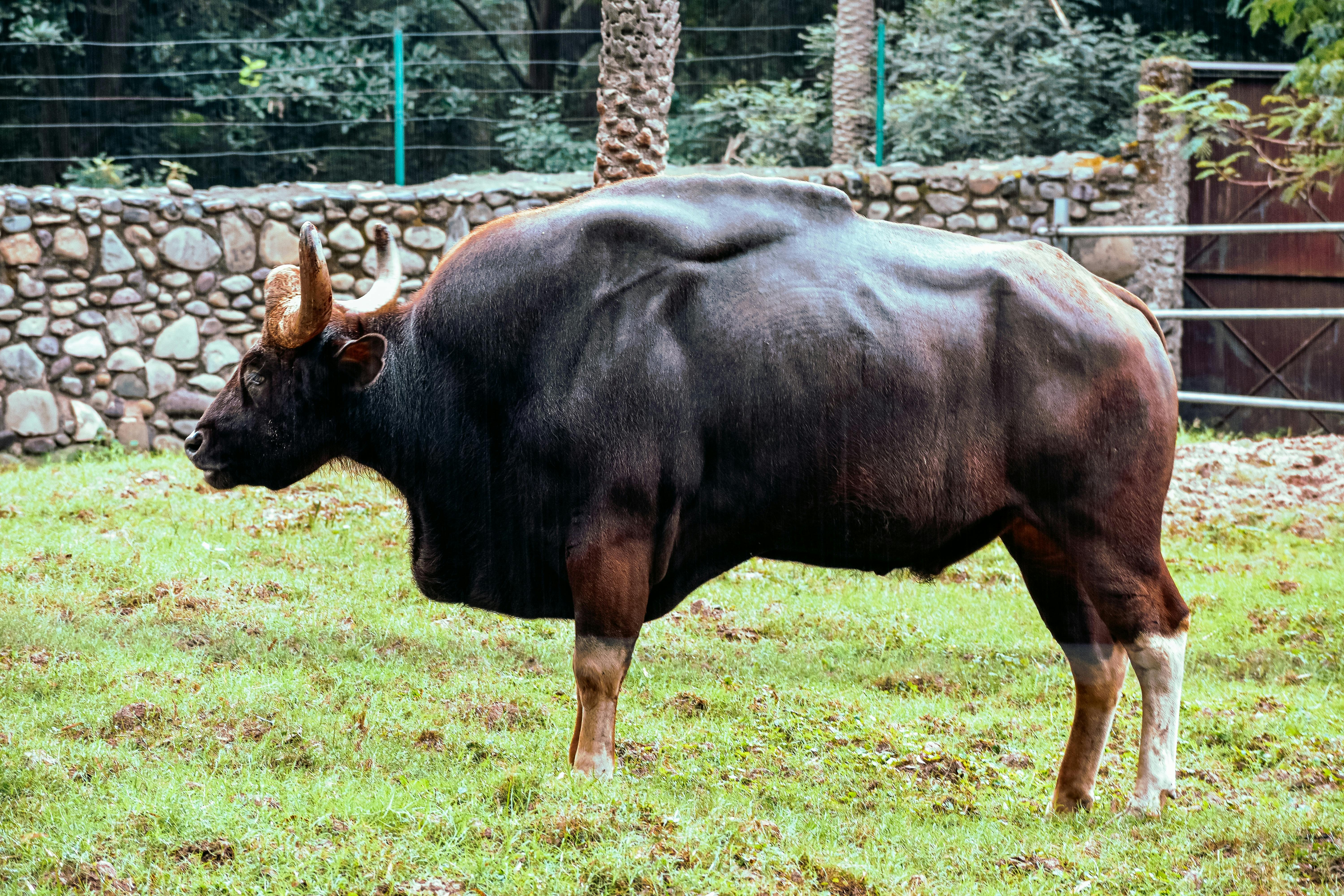 Gaur Bull Standing in Paddock · Free Stock Photo