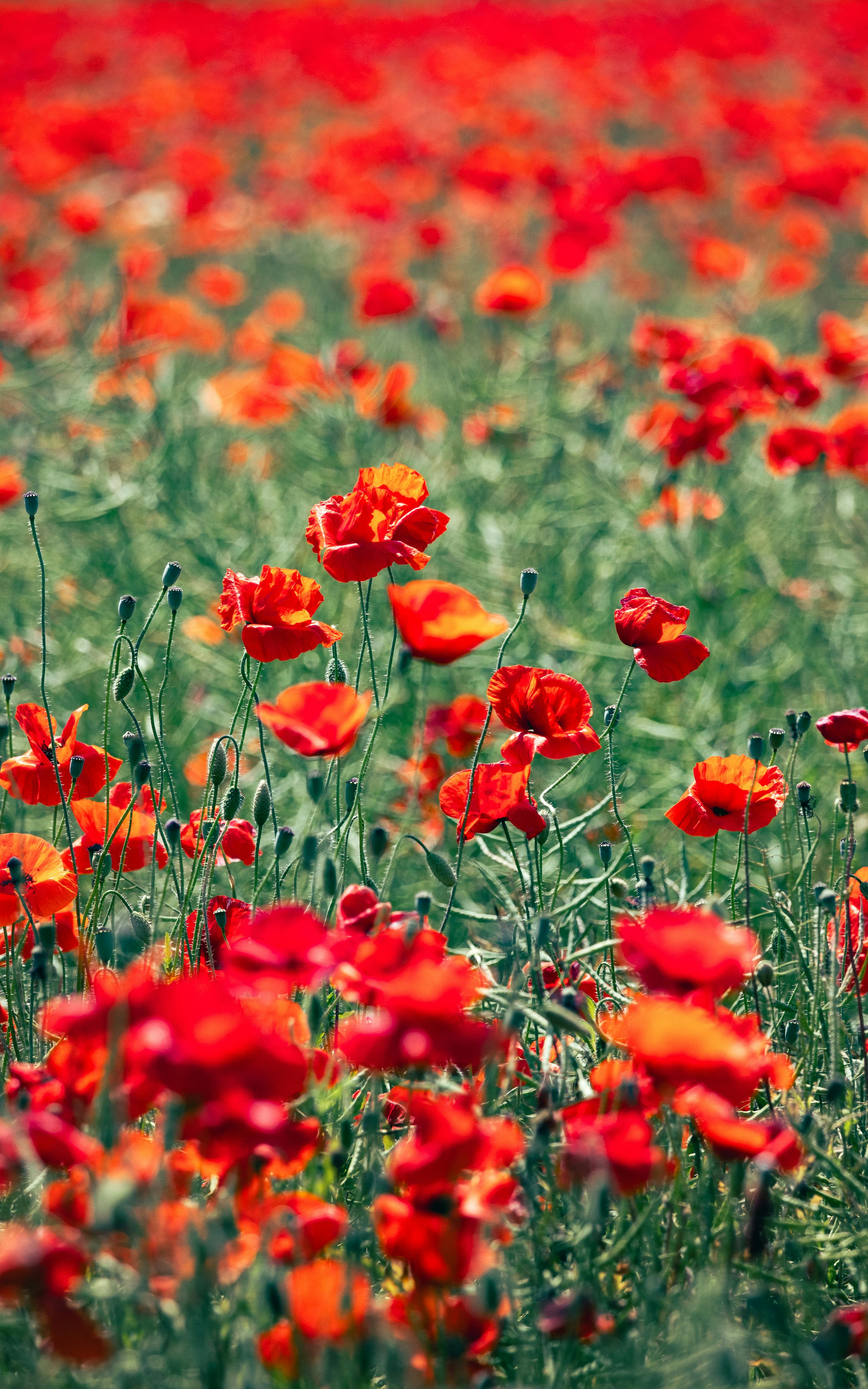 A Field of Red Flowers · Free Stock Photo
