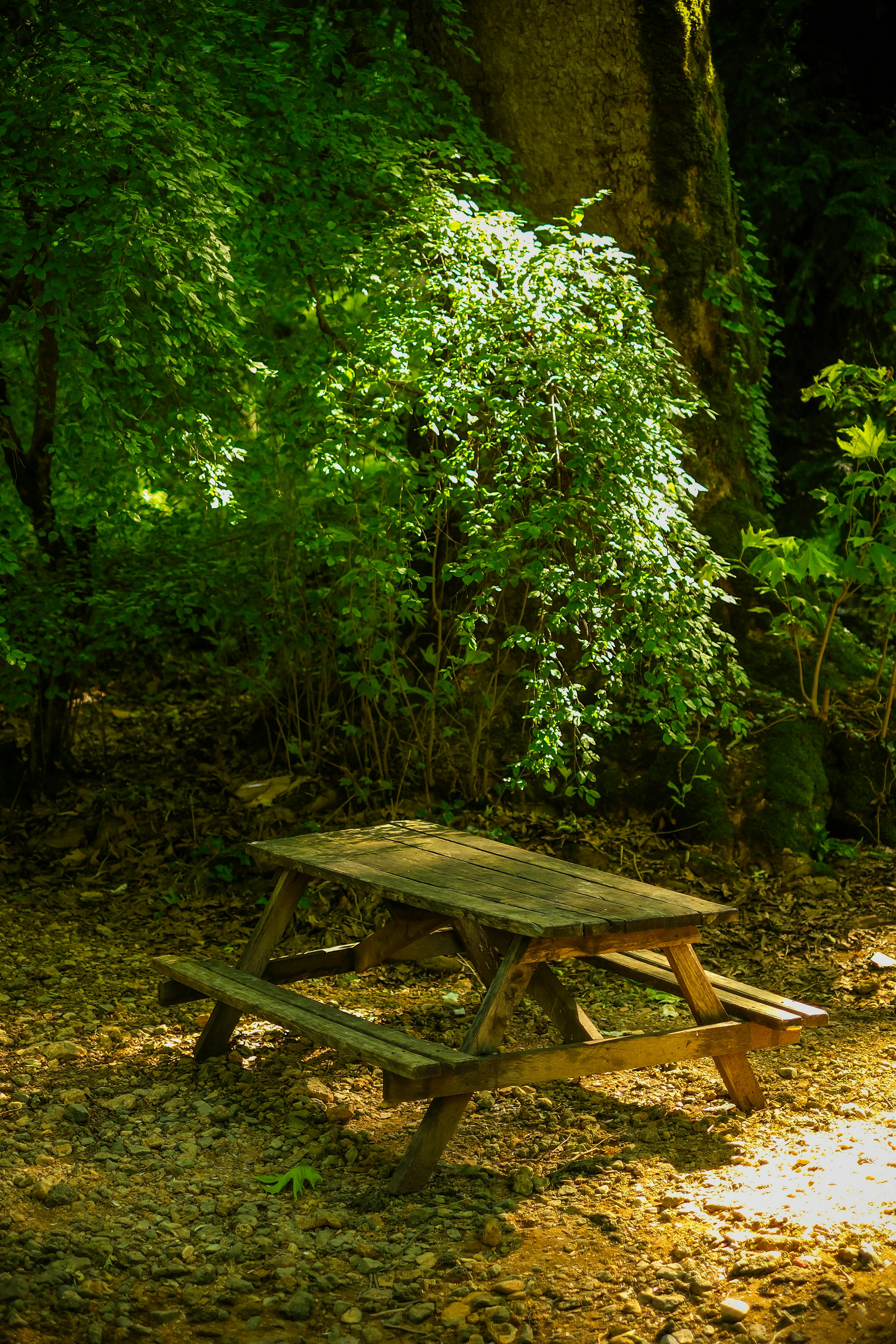Bench in a Forest · Free Stock Photo