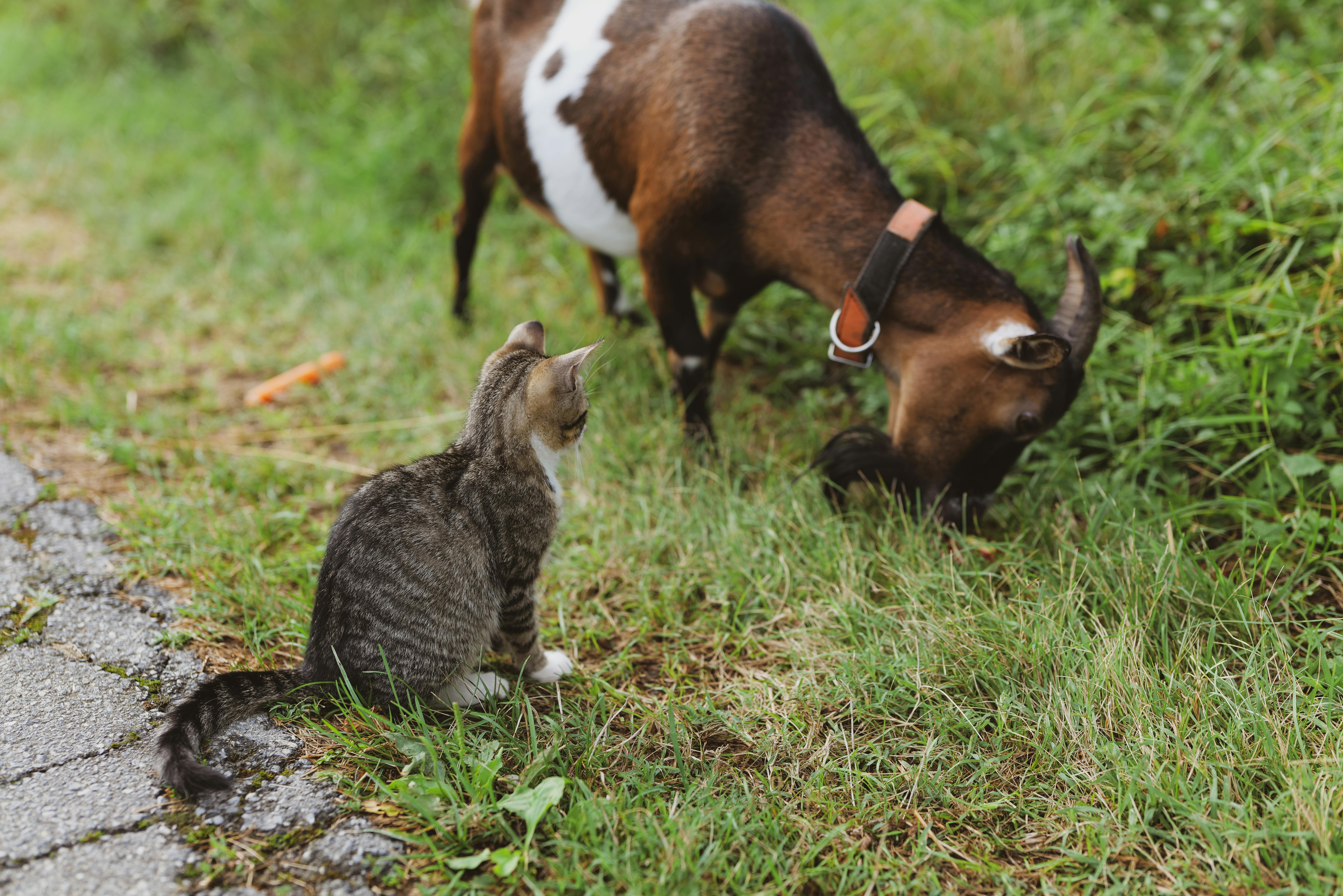 Kitten Watching a Goat Eating grass · Free Stock Photo