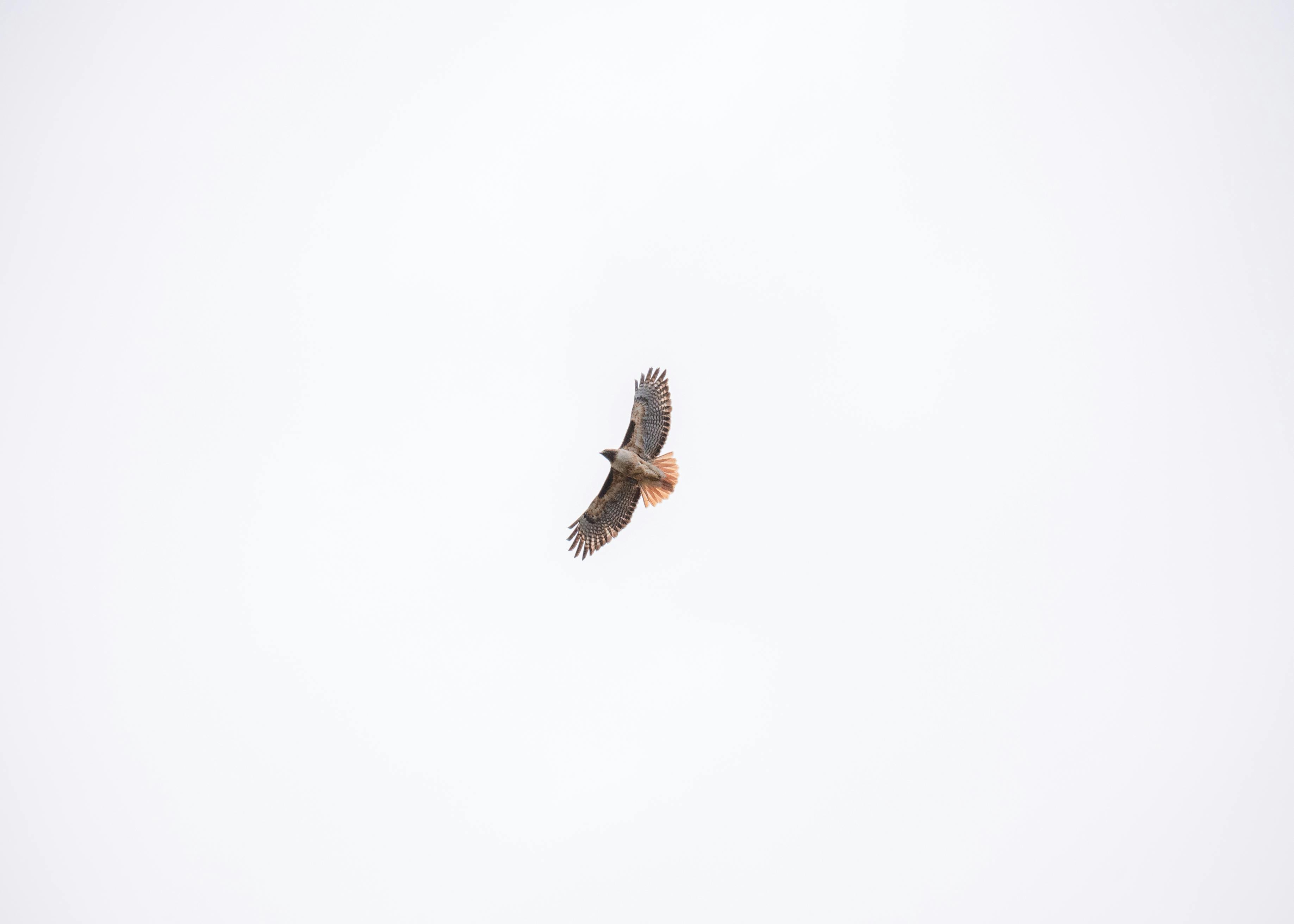 Brown Hawk Flying Freely · Free Stock Photo
