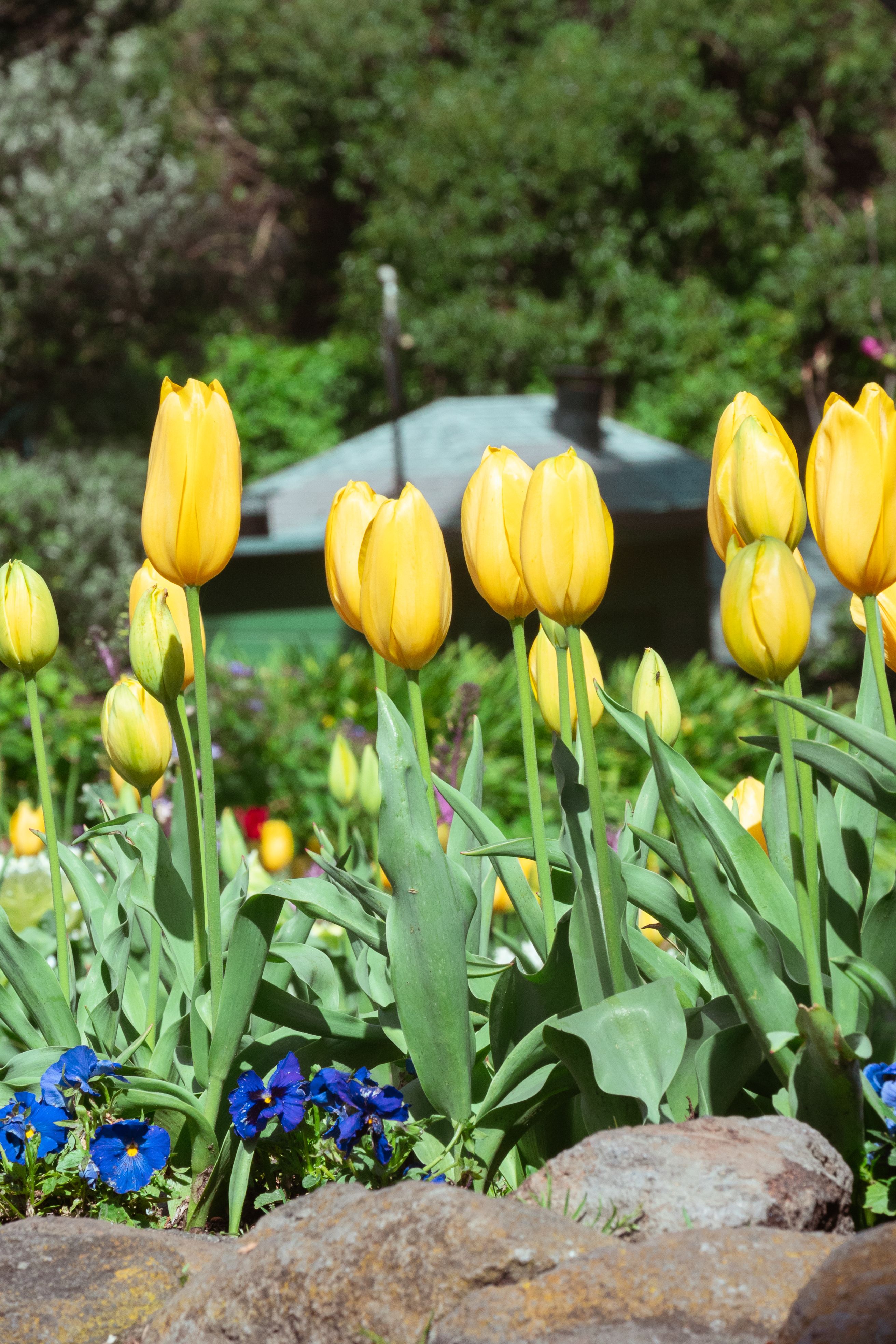 Yellow Tulips in the Botanical Garden · Free Stock Photo