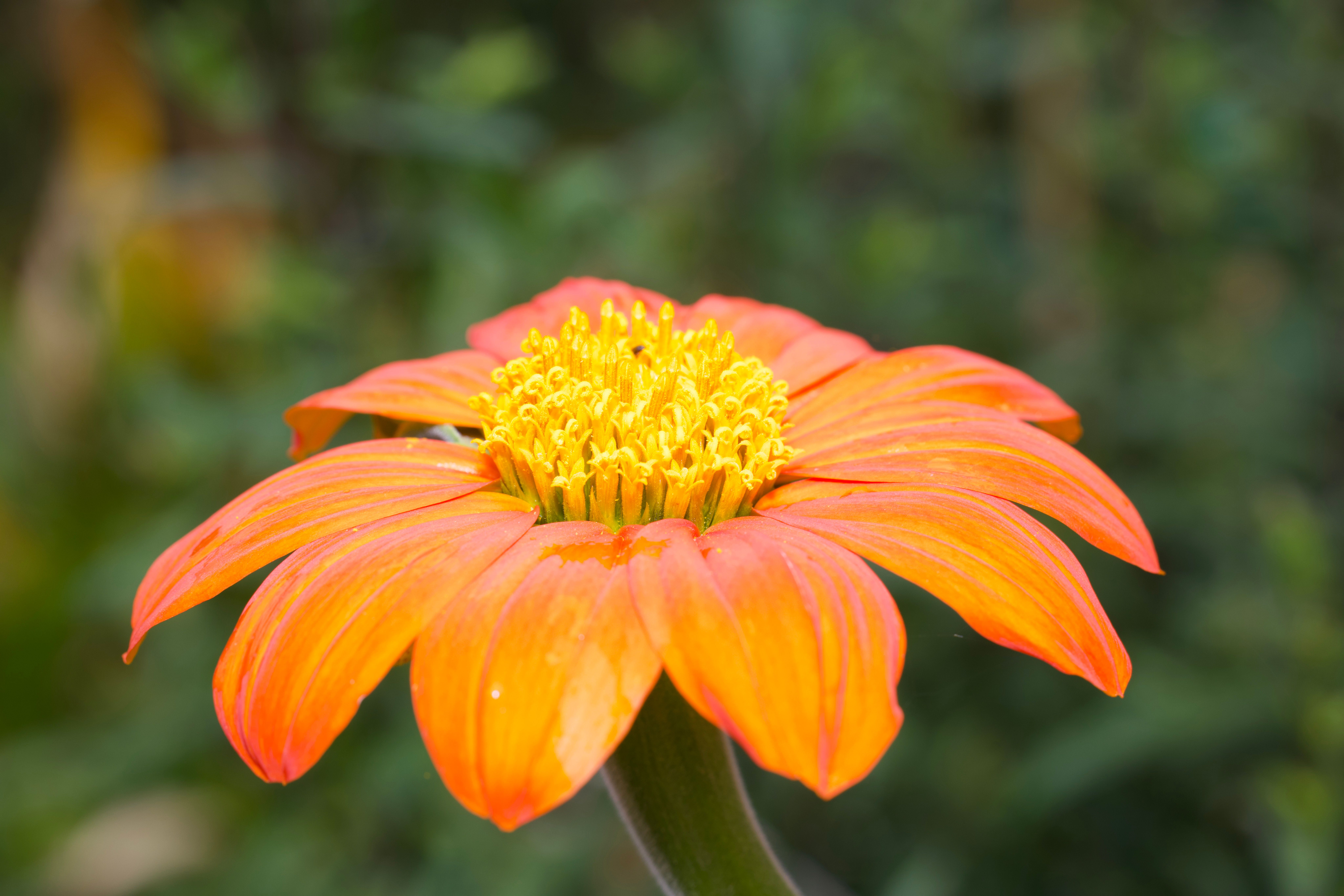 Exotic Orange Flower · Free Stock Photo