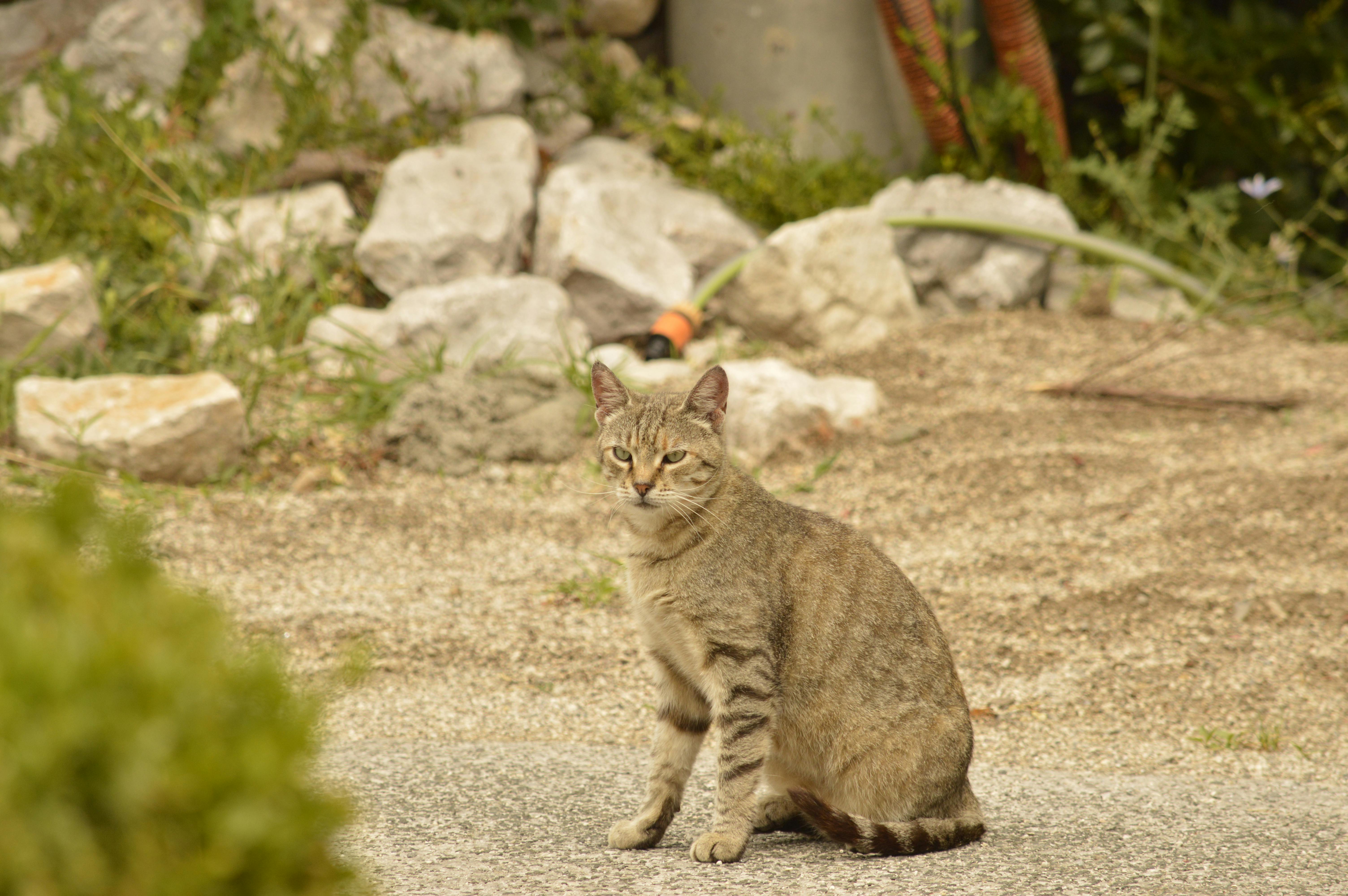 Cat Sitting on Ground · Free Stock Photo