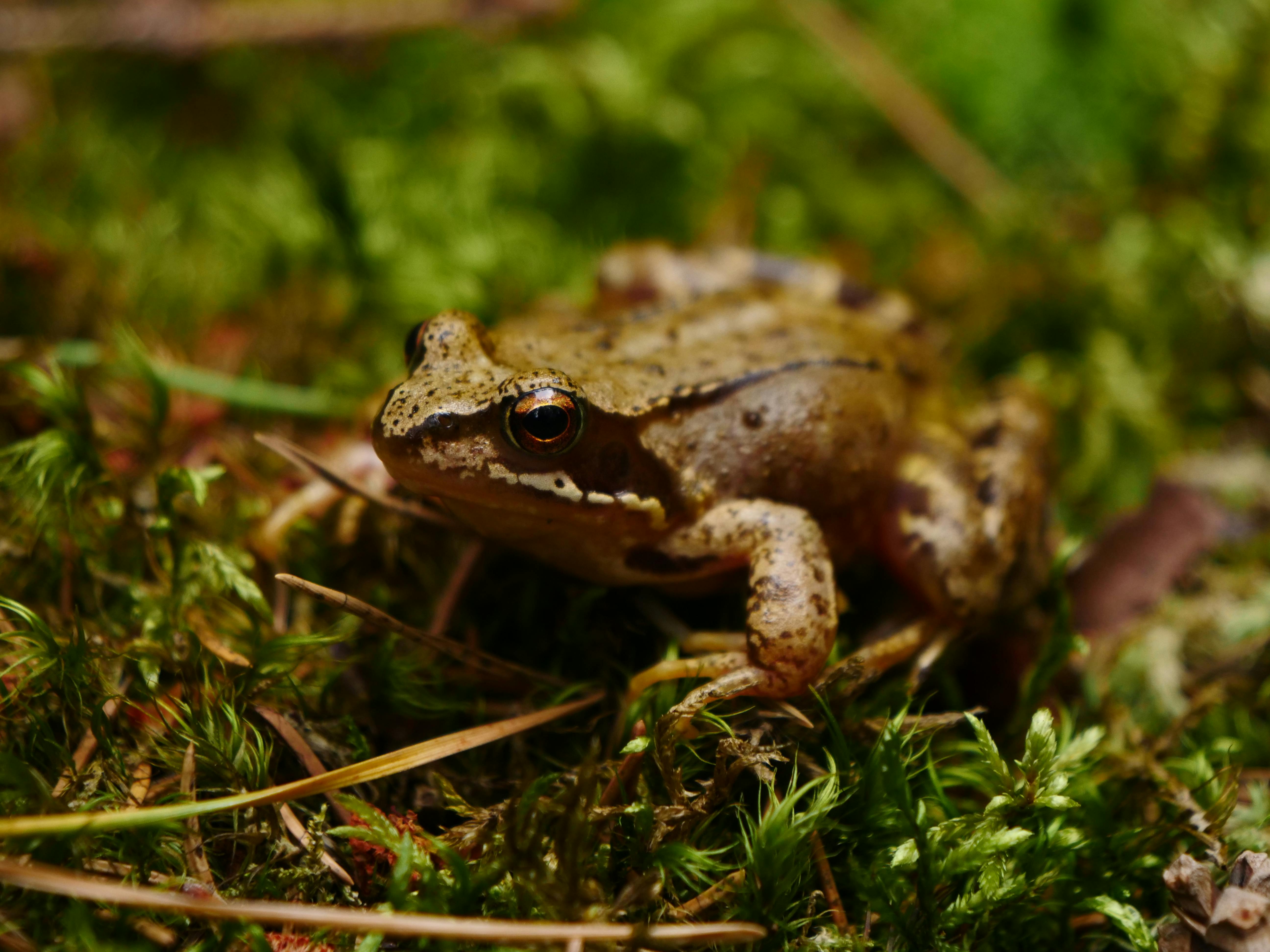 Grass Frog on the Forest Floor · Free Stock Photo
