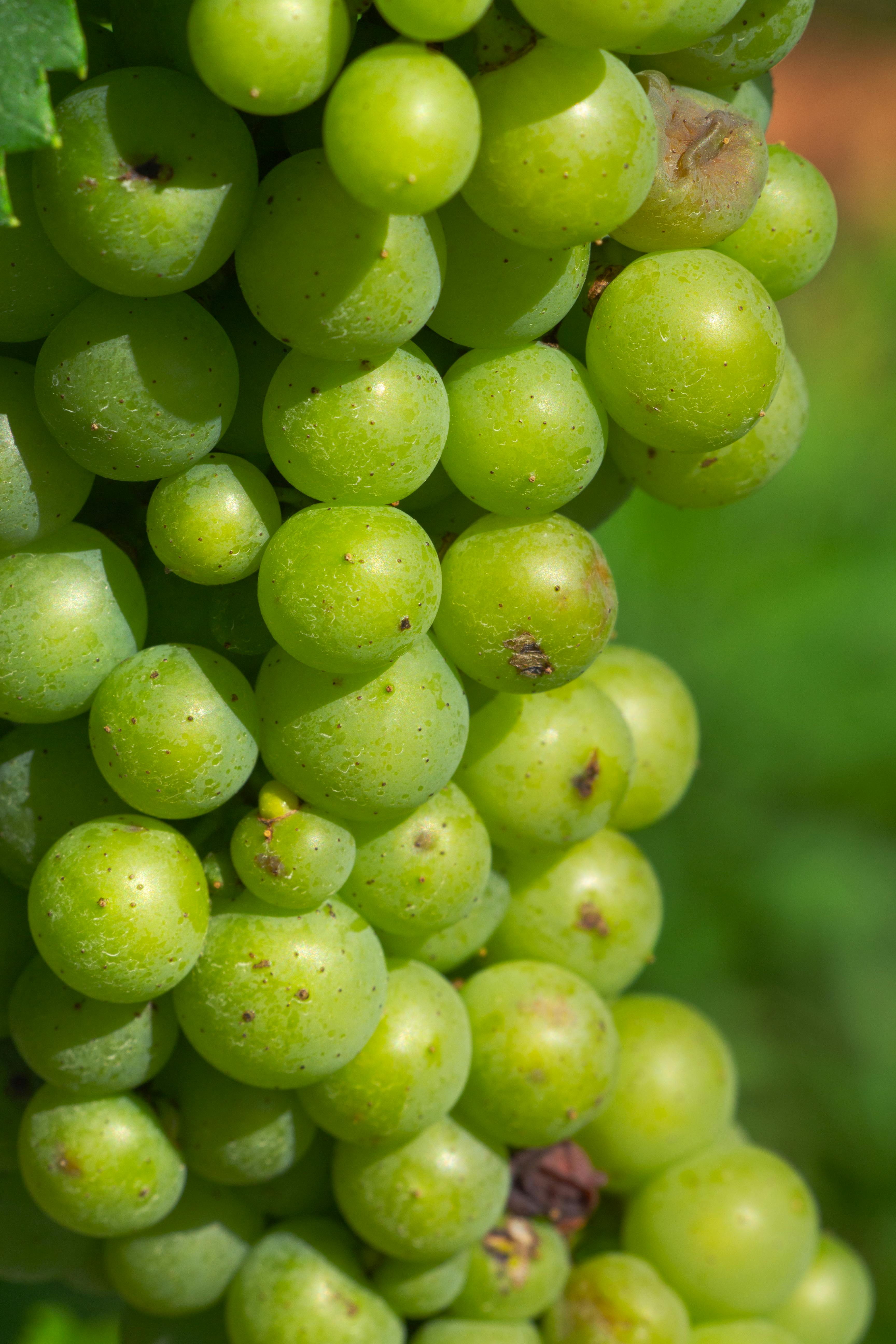 Close-Up Shot of Fresh Grapes · Free Stock Photo