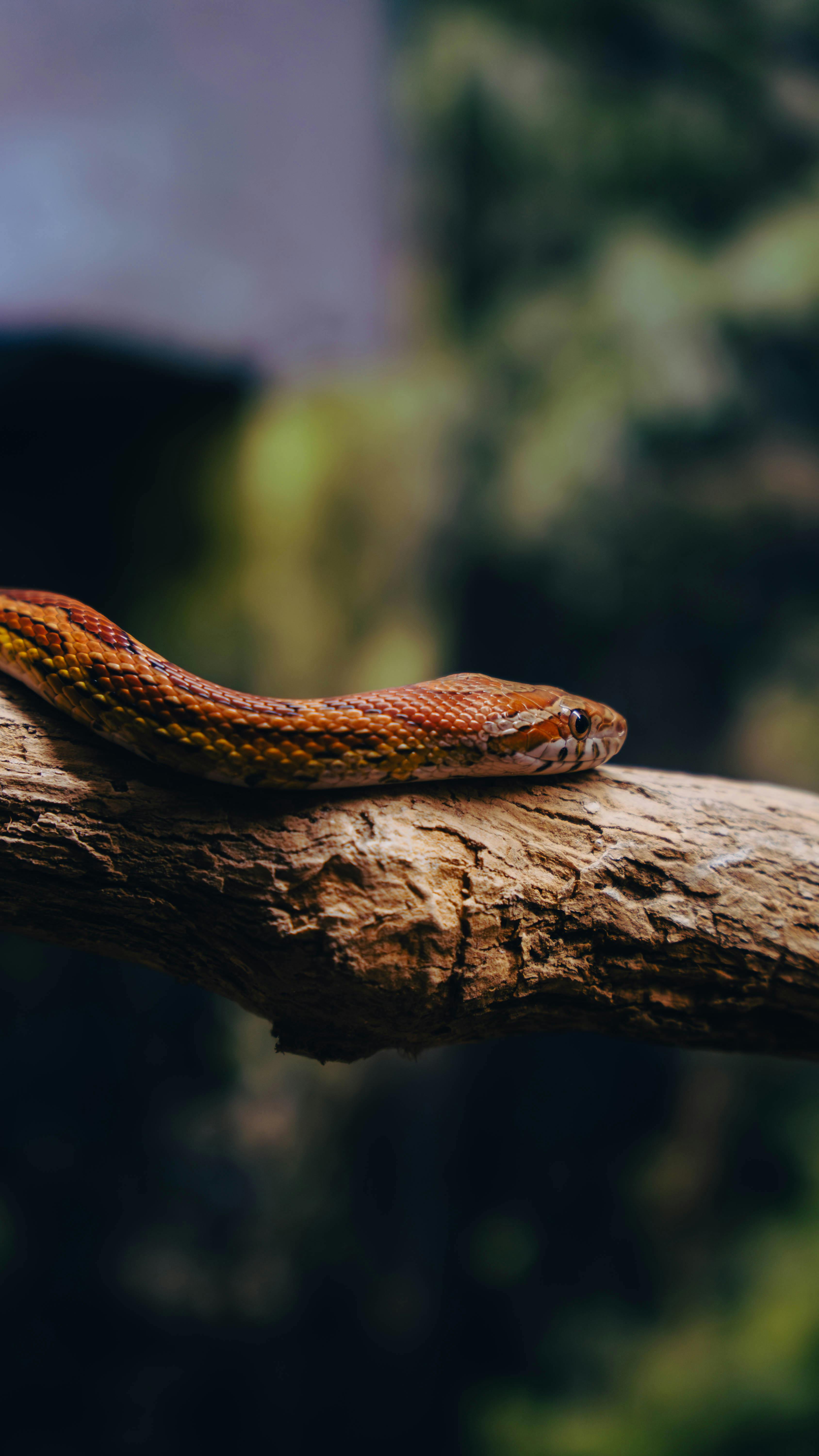Corn Snakes Photos, Download The BEST Free Corn Snakes Stock Photos ...