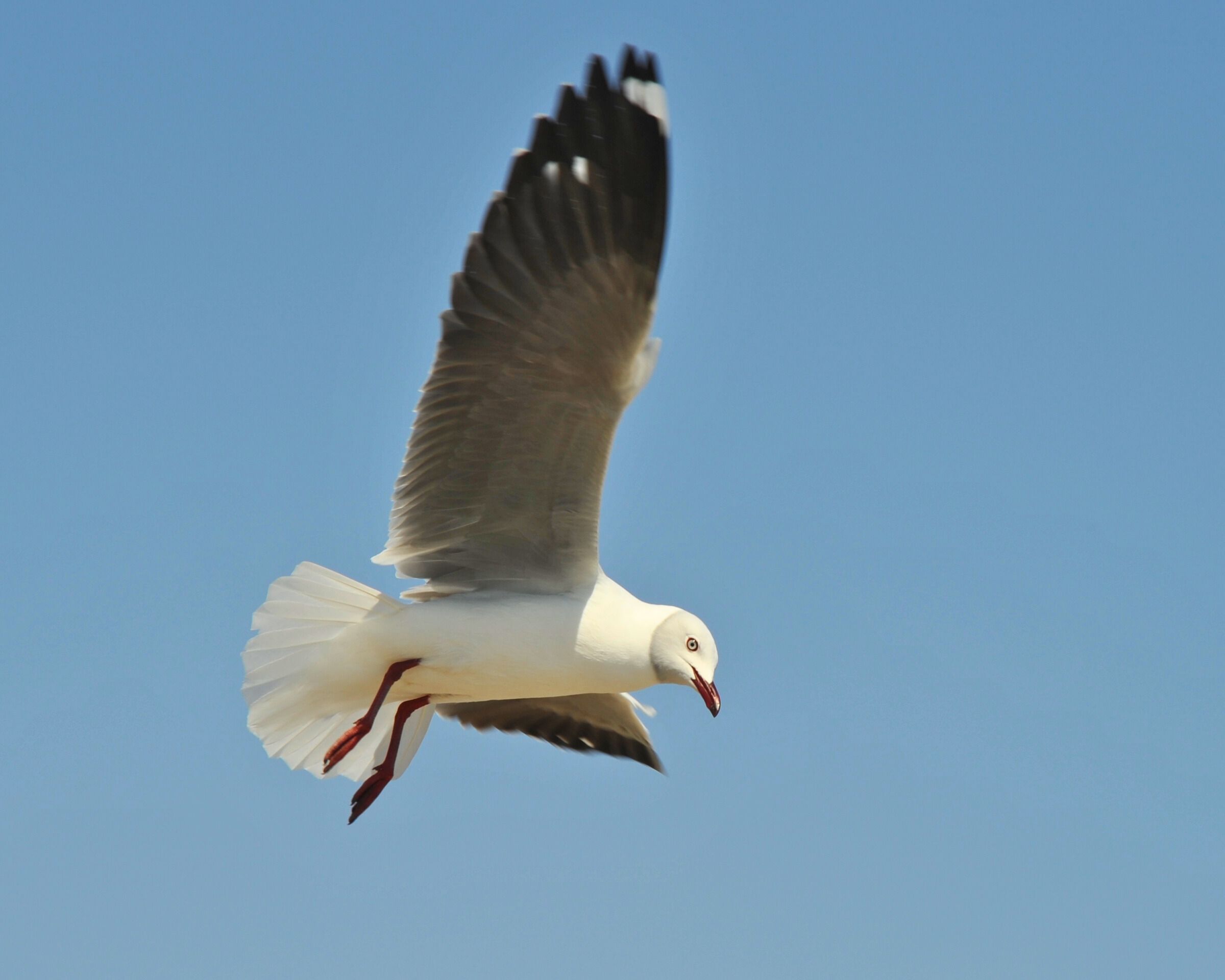 Seagull in clear sky over sea · Free Stock Photo