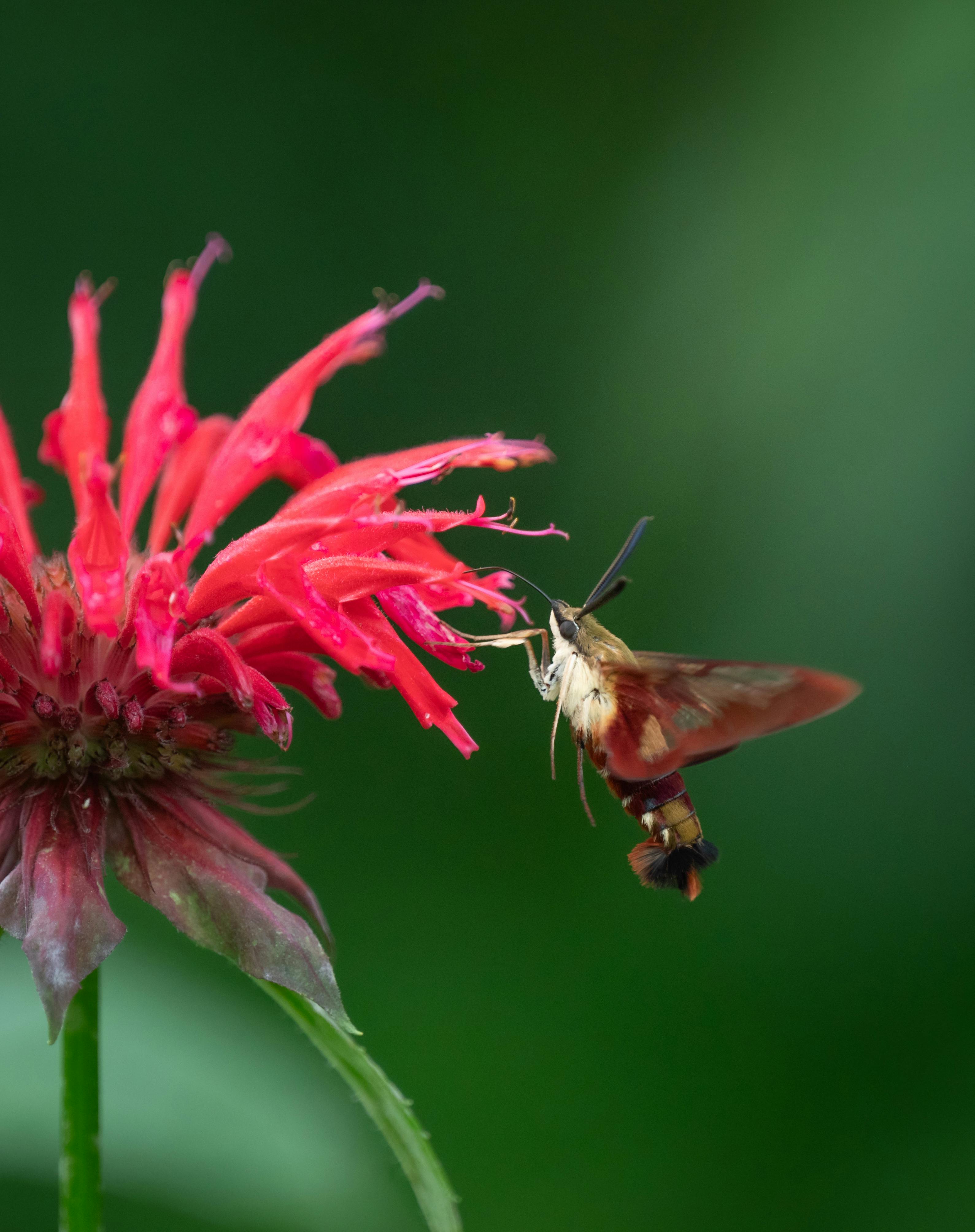 Hummingbird Clearwing while Pollination · Free Stock Photo
