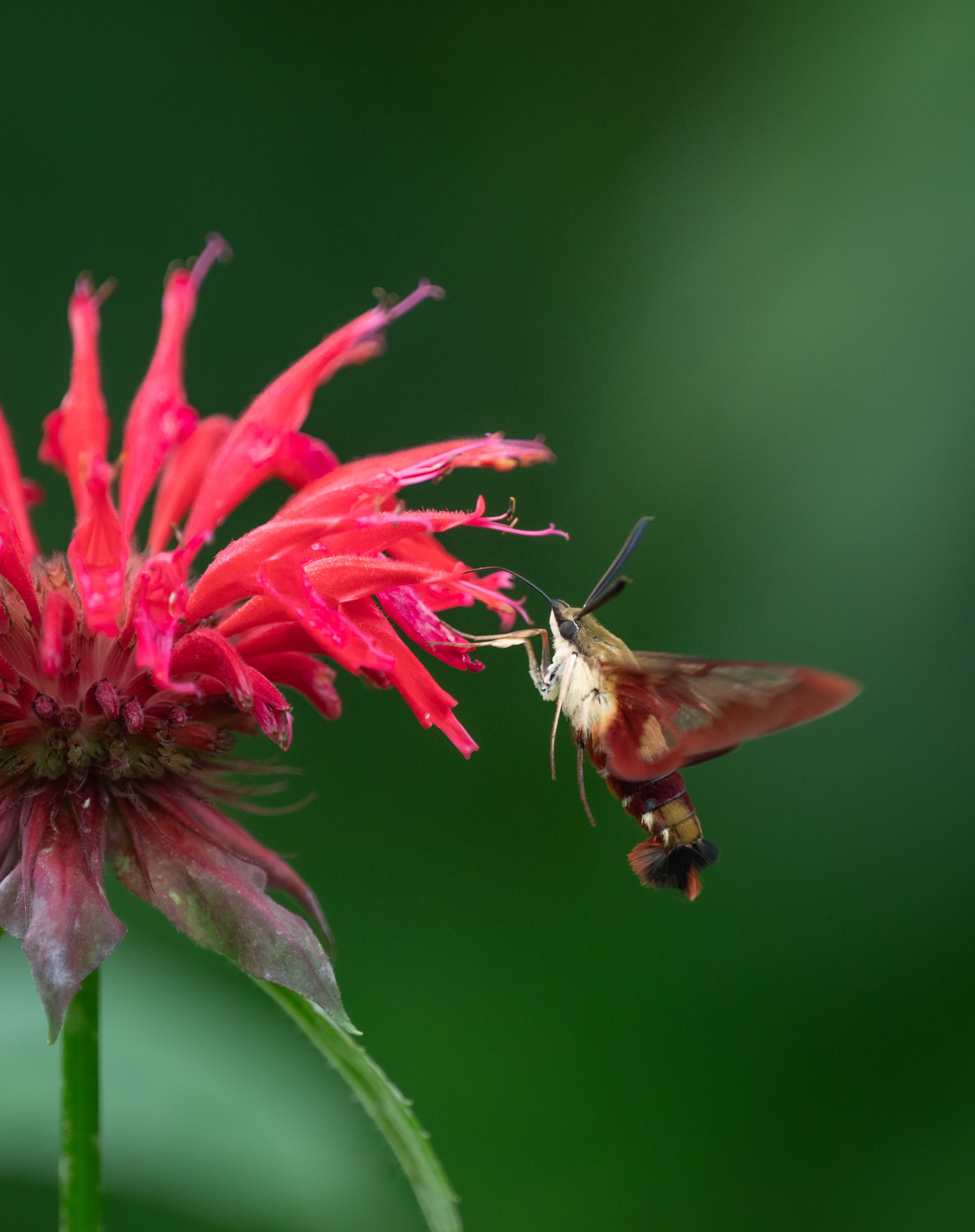 Close-up of a Hummingbird Hawk-moth on a Pink Flower · Free Stock Photo