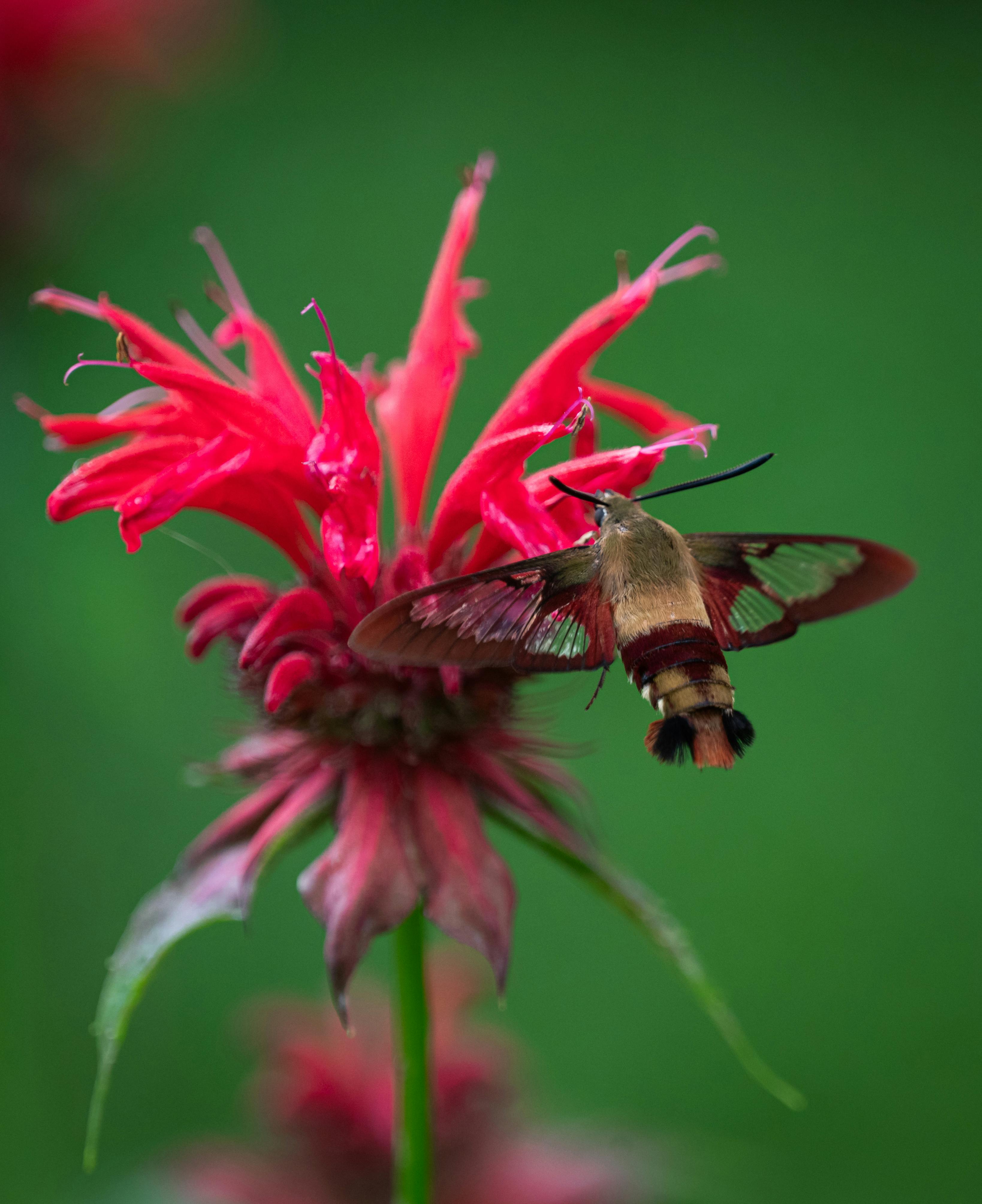 Moth Hovering by a Pink Zinnia · Free Stock Photo