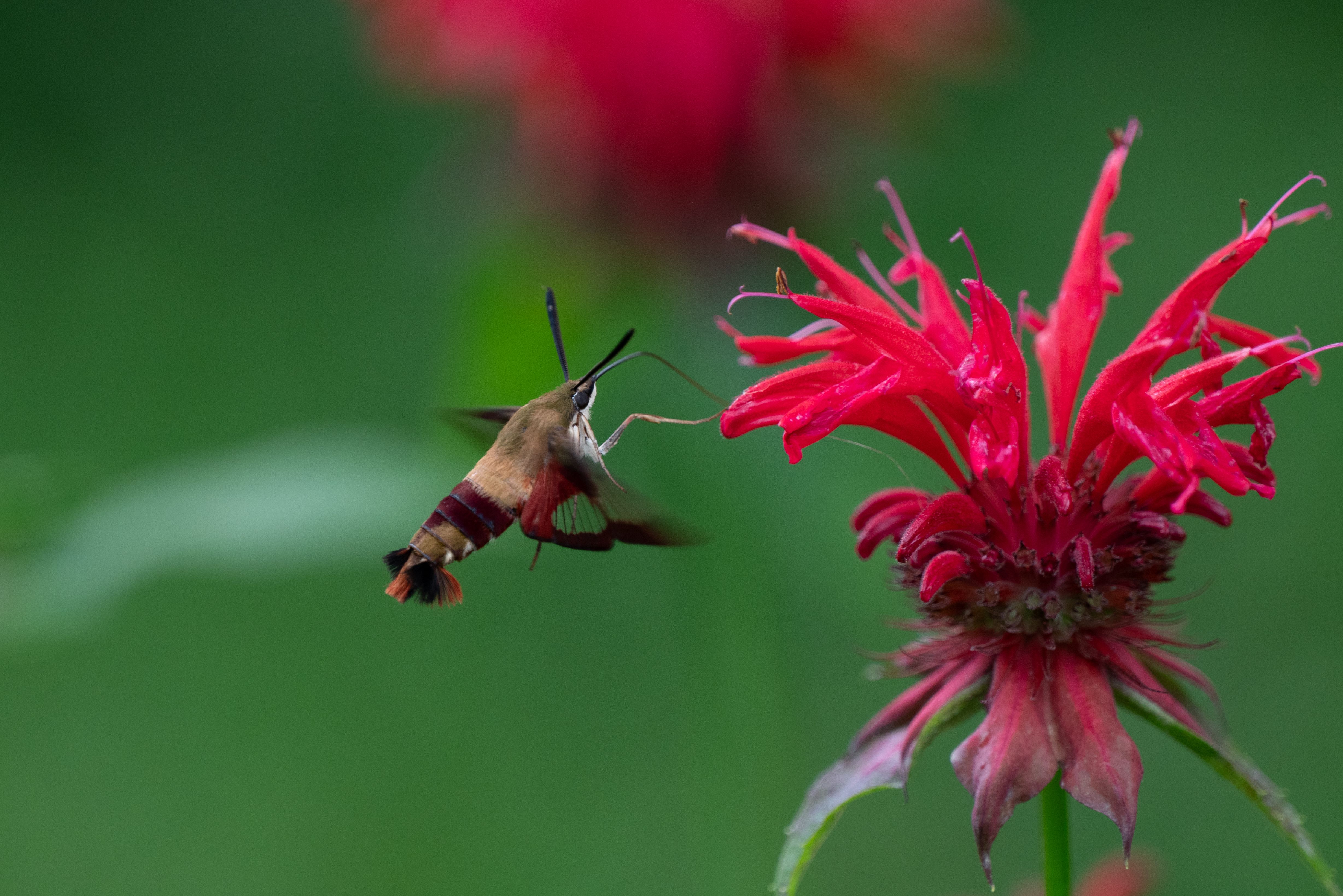 Hummingbird moth collecting sweet pollen from purple flower · Free ...