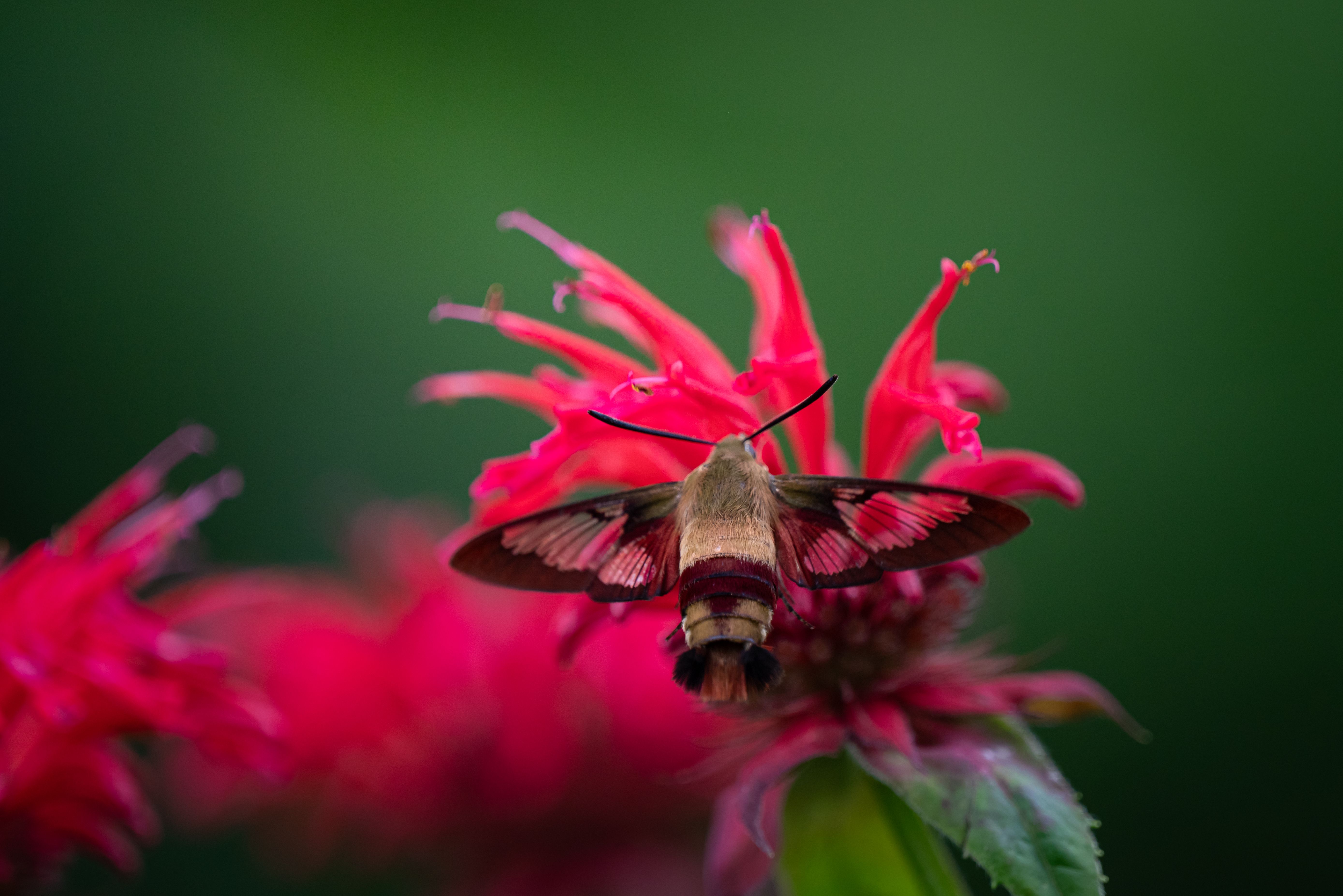 Close-up of a Hummingbird Hawk-moth on a Pink Flower · Free Stock Photo