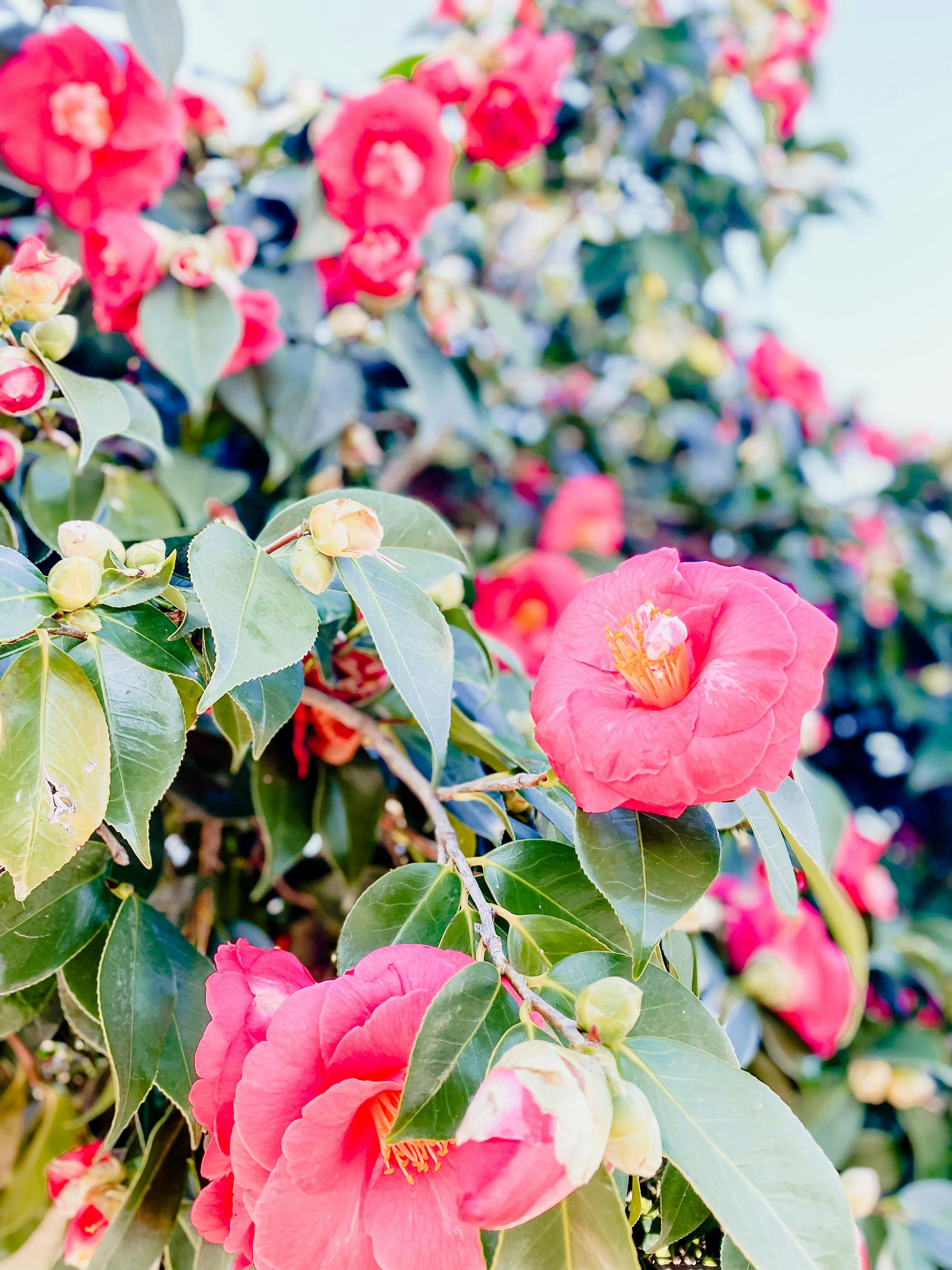 Ivy Decorating Wall with Gate · Free Stock Photo