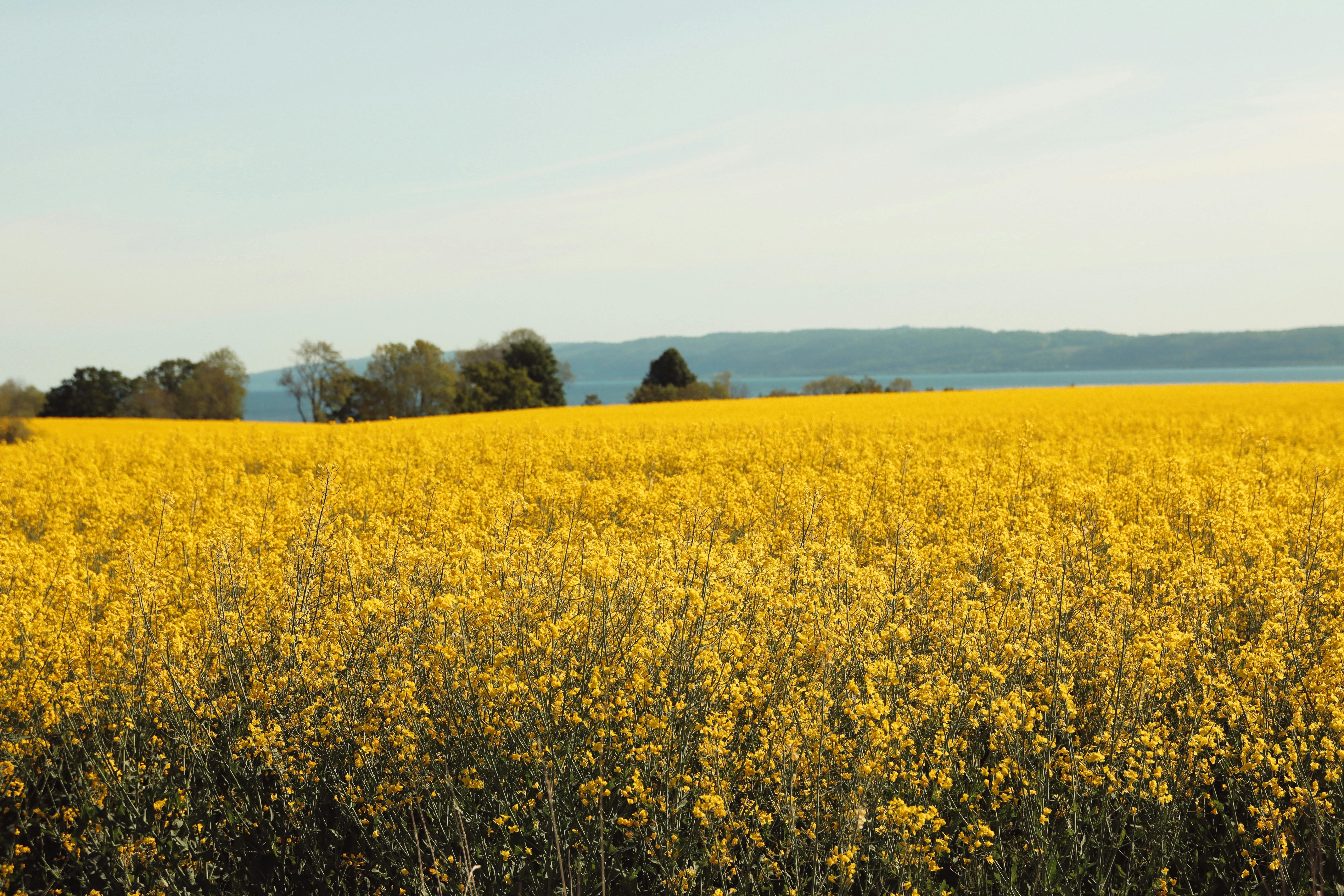 Yellow Scenery Place Photos, Download The BEST Free Yellow Scenery ...