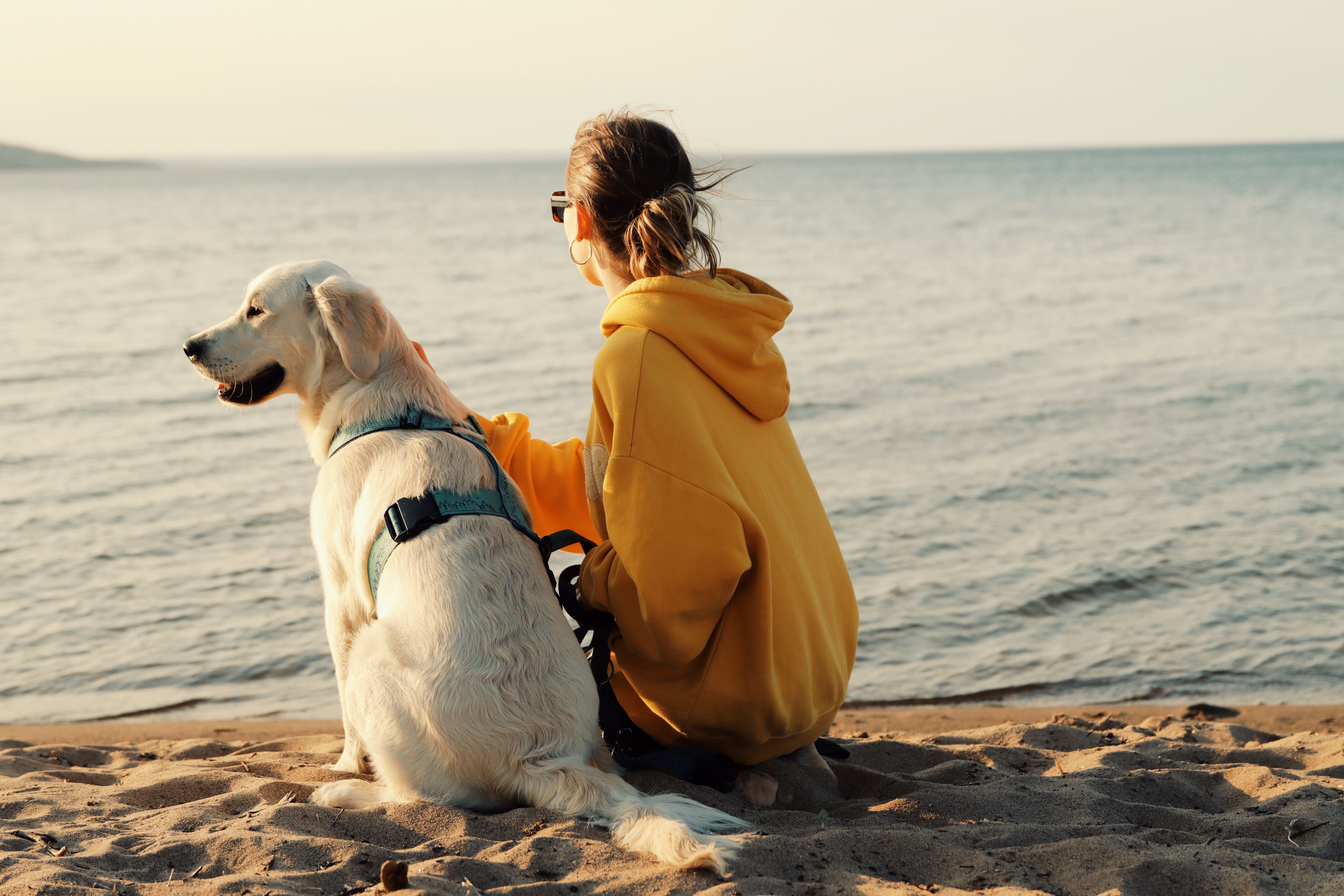 June Puppy Photos, Download The BEST Free June Puppy Stock Photos & HD ...
