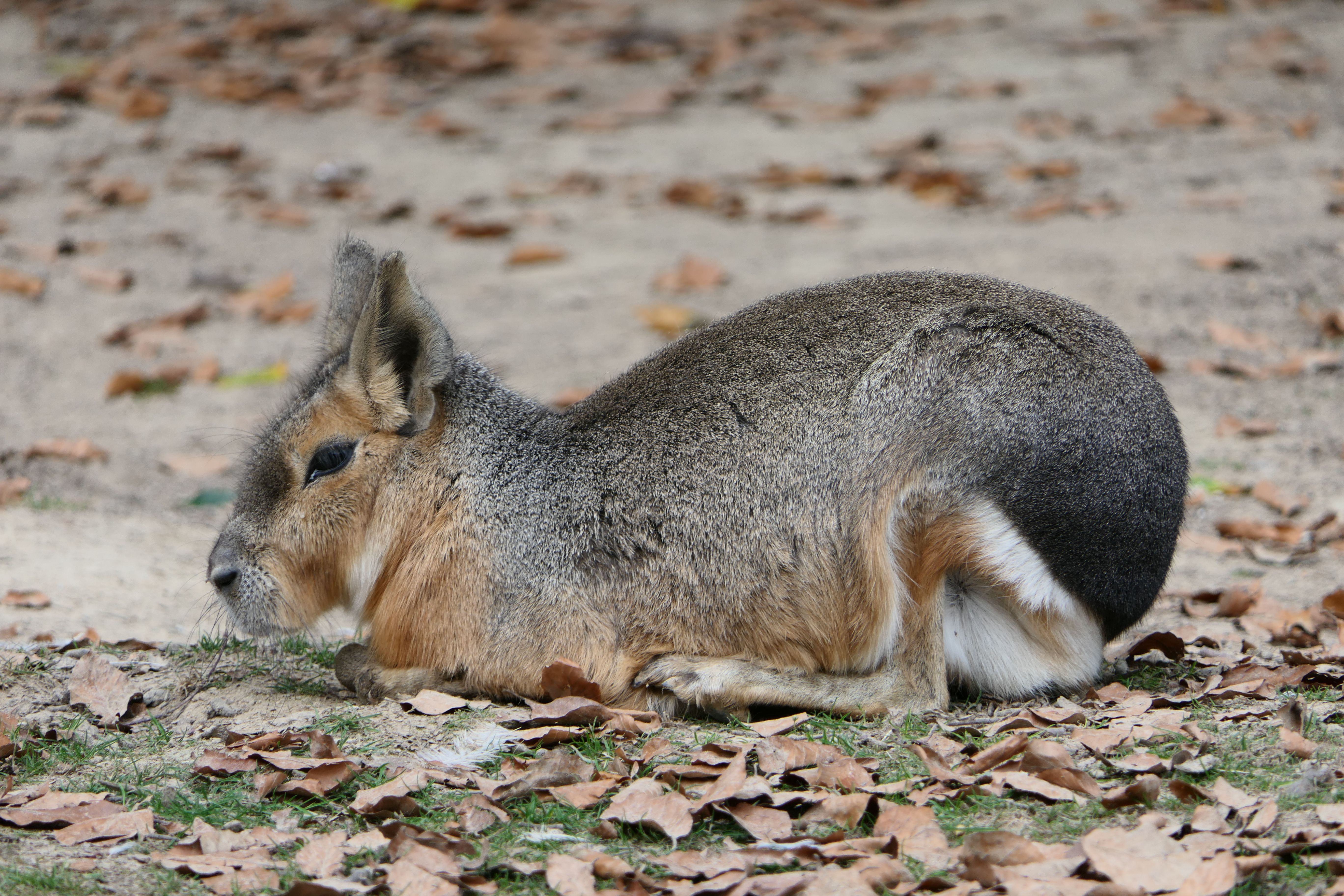 Rodent on the Ground · Free Stock Photo