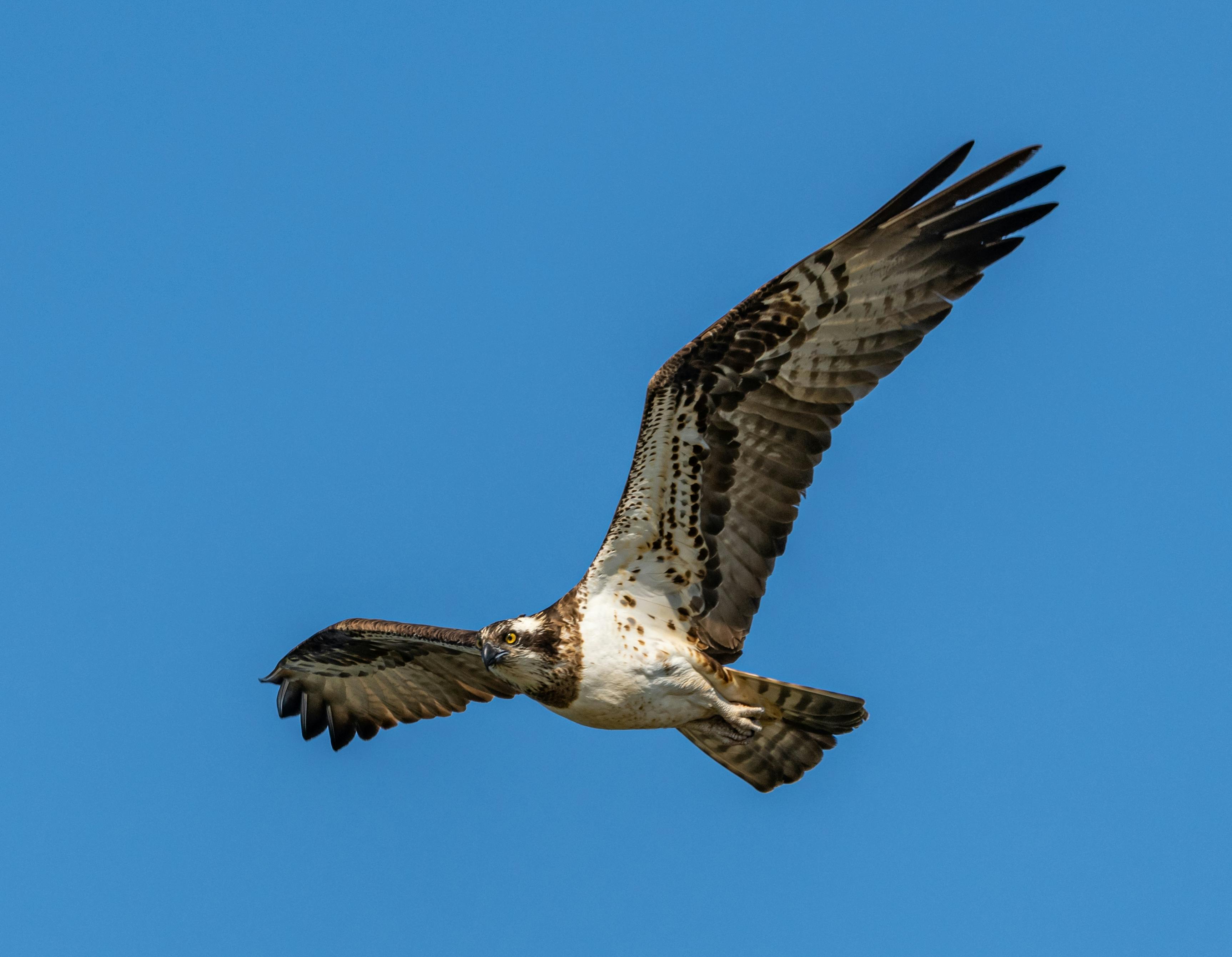Osprey Bird Flying Under Blue Sky · Free Stock Photo