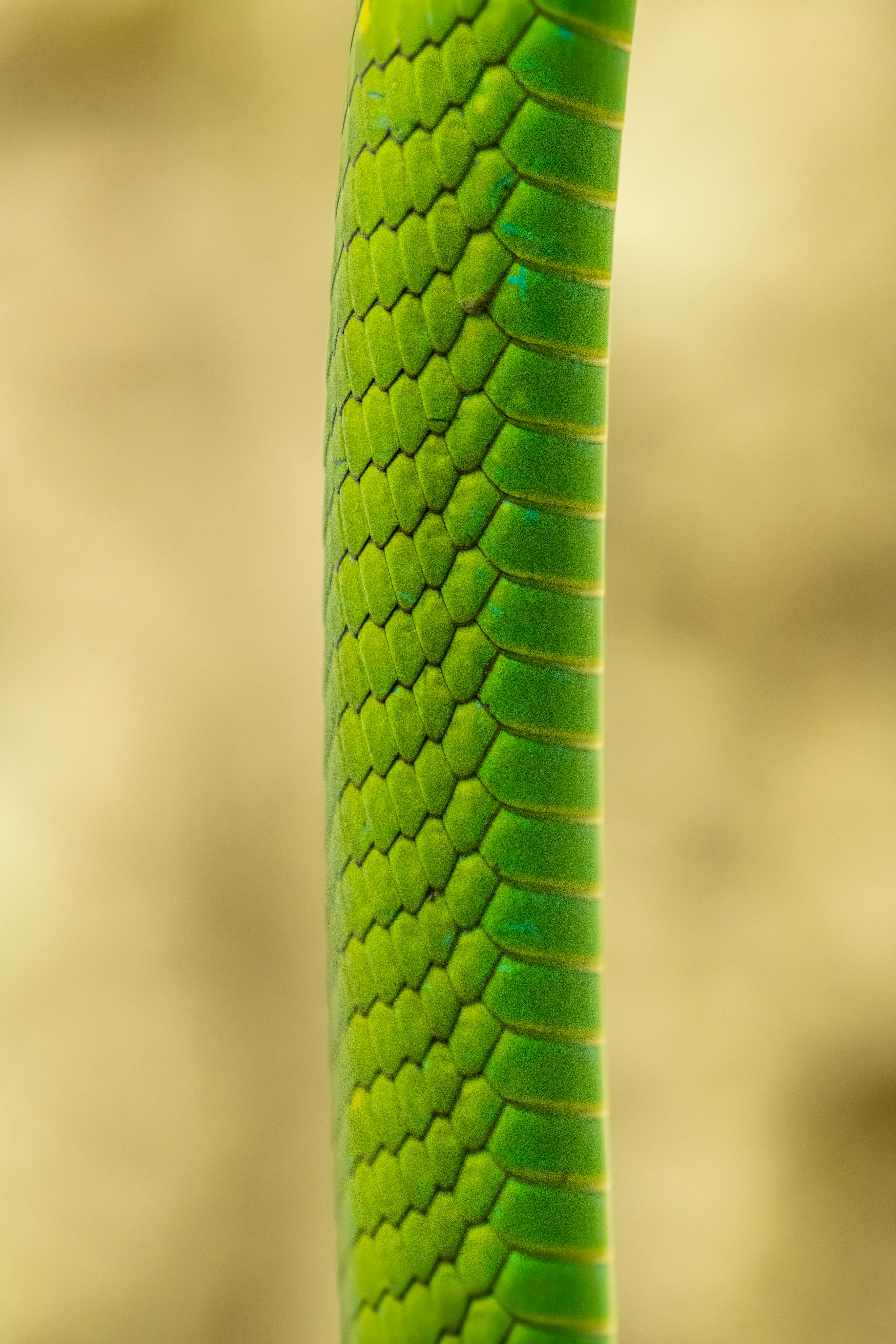 Pattern of a Snake · Free Stock Photo