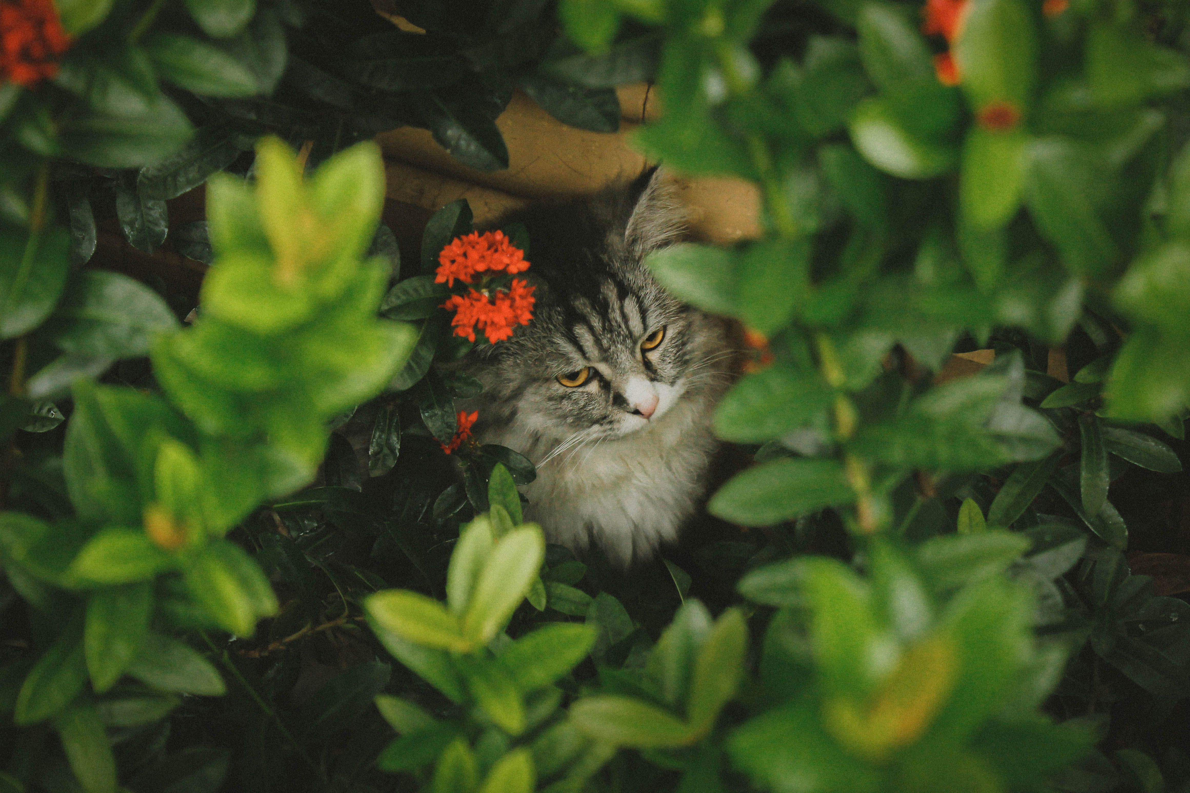 Fluffy Cat Sitting under Flowering Shrubs · Free Stock Photo