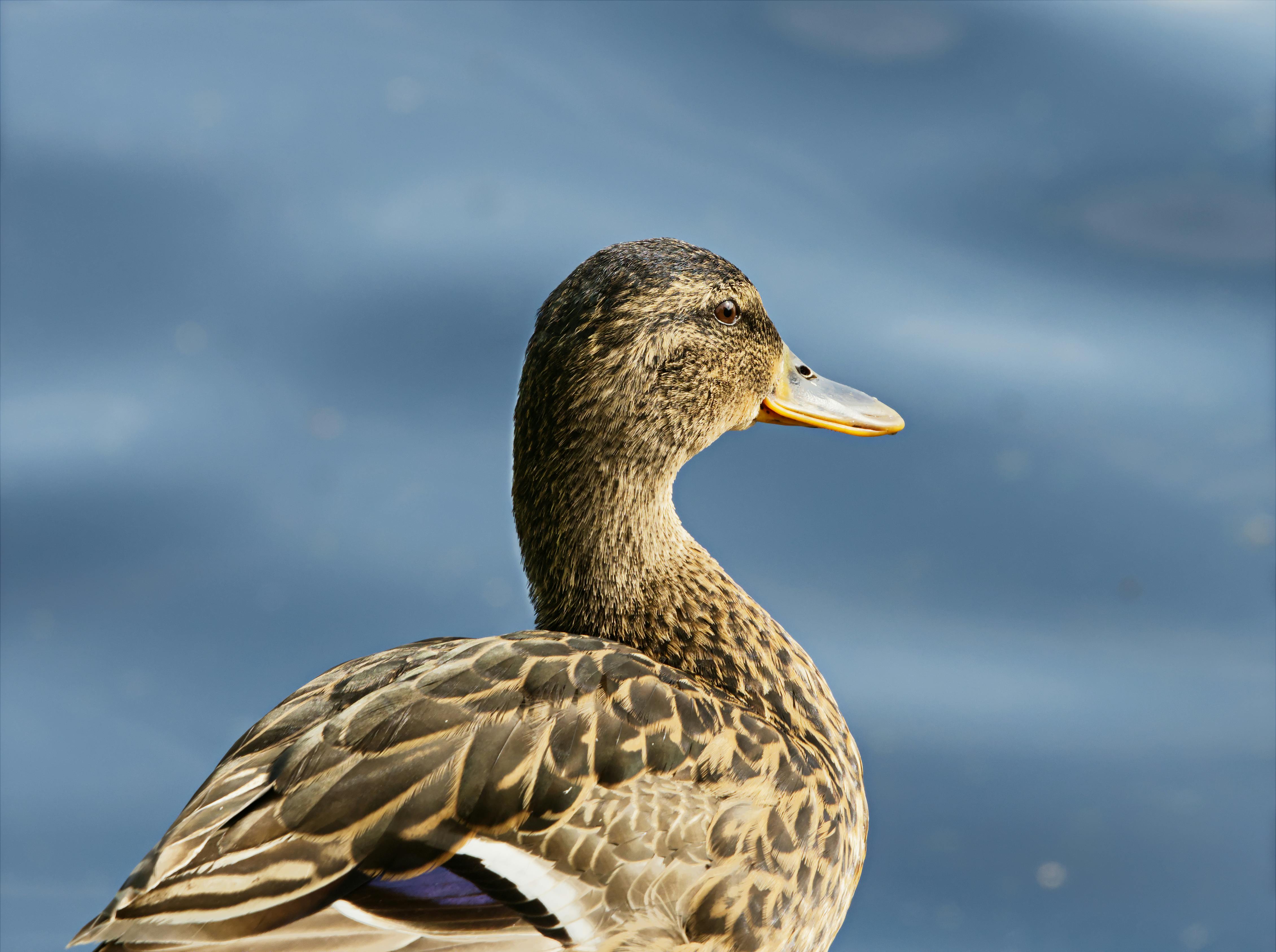 Game Duck Photos, Download The BEST Free Game Duck Stock Photos & HD Images