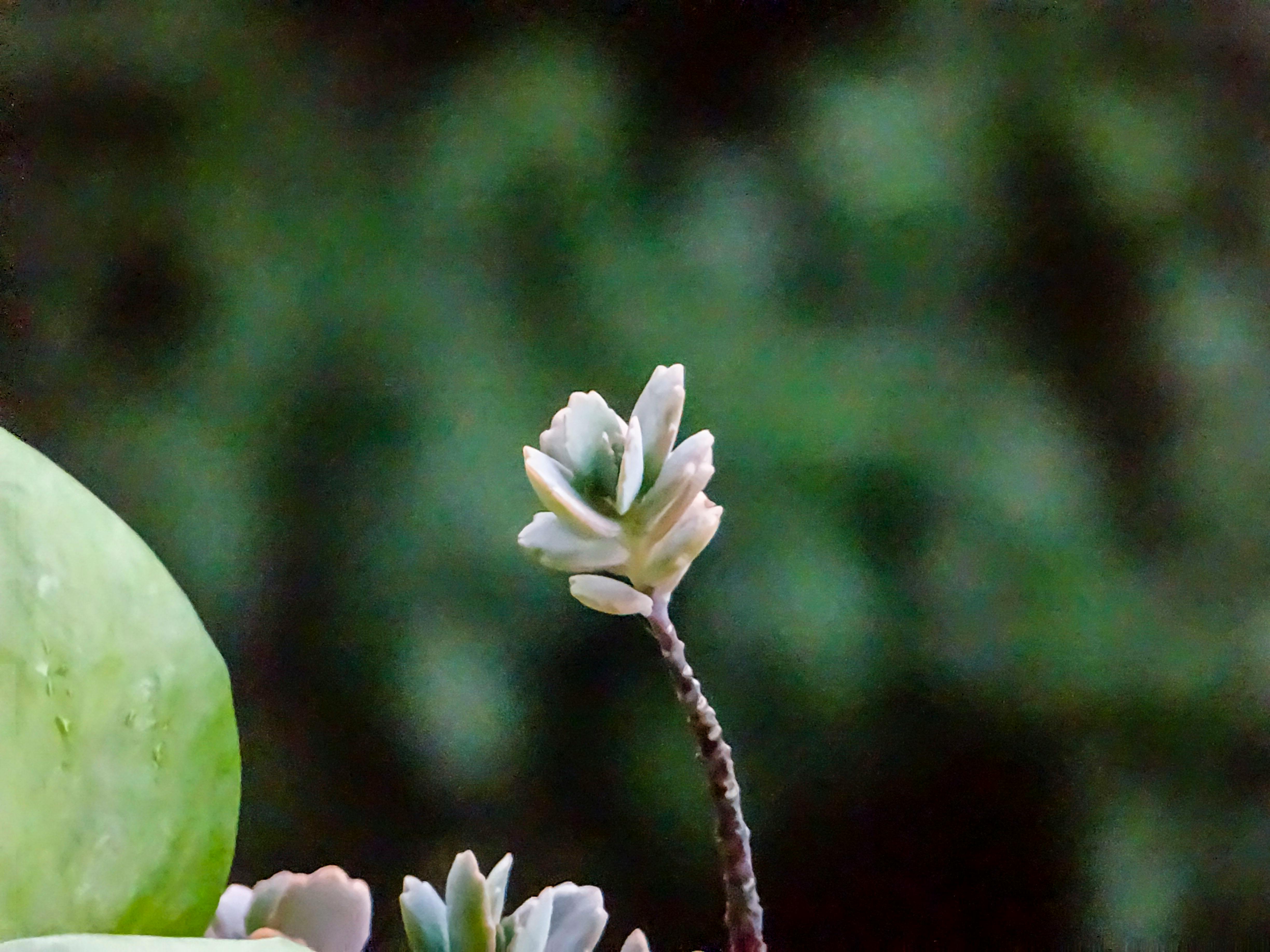 Deepak Chadha - Photographie