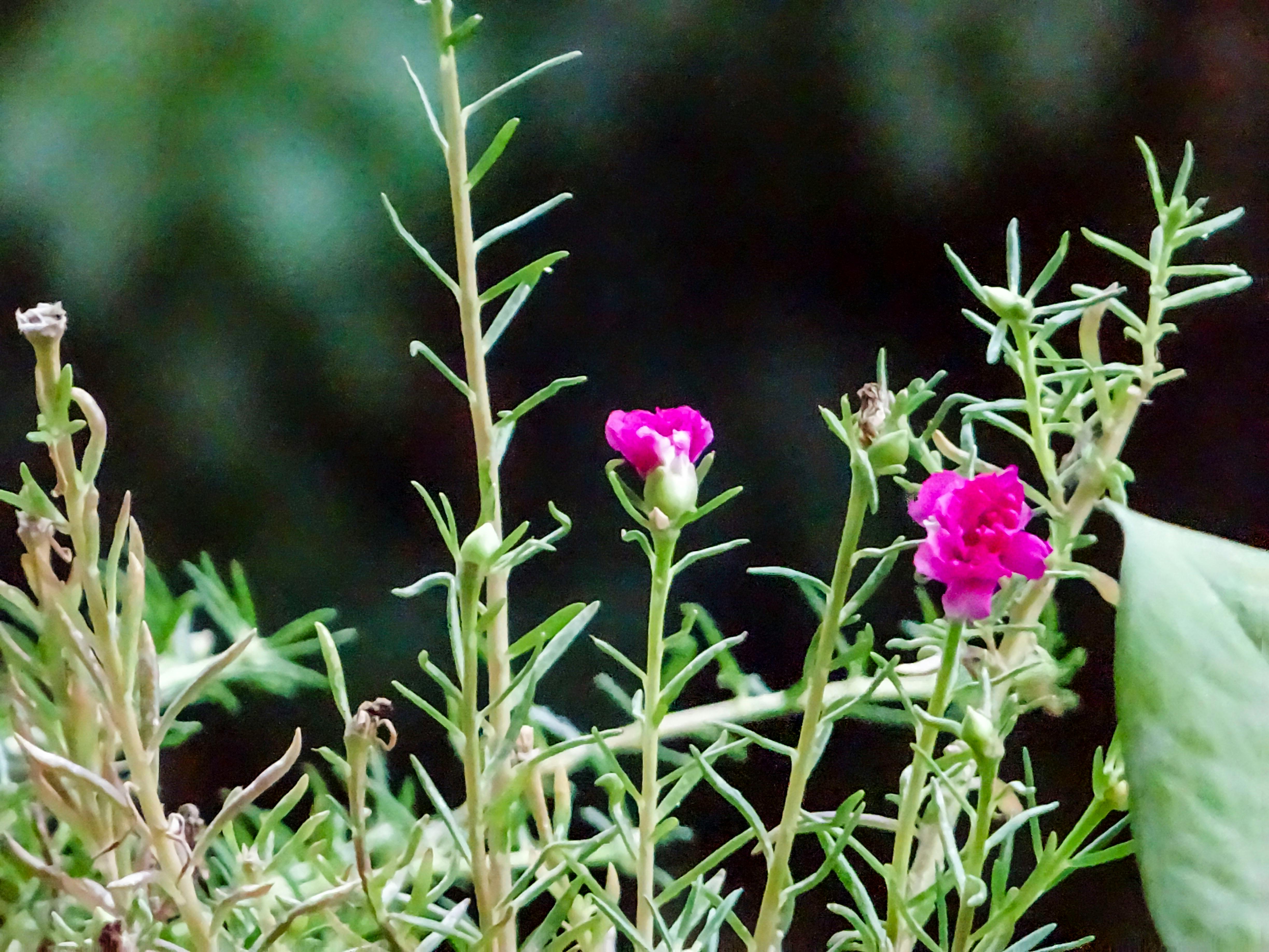 Deepak Chadha - 写真